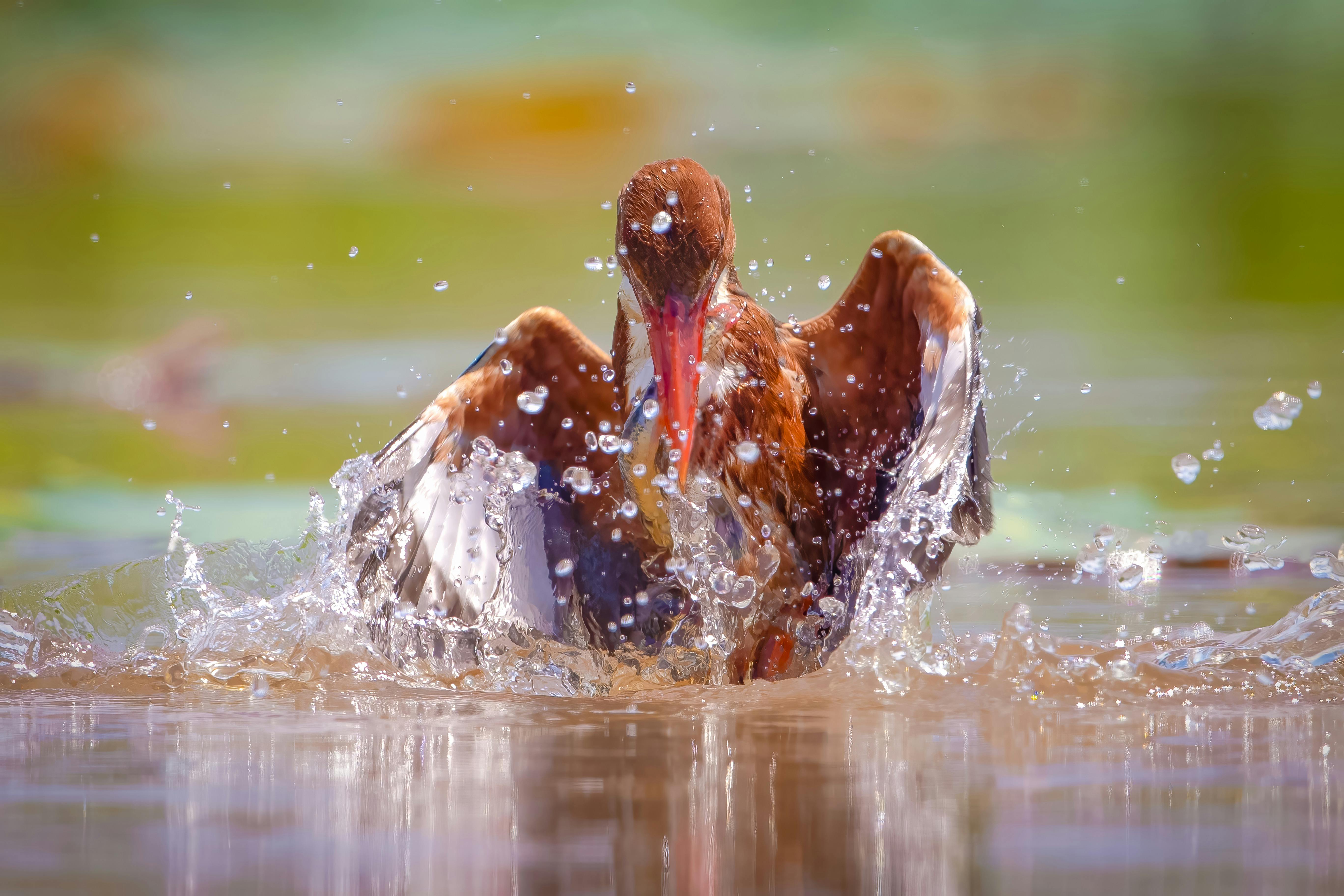A bird splashes water on its back · Free Stock Photo