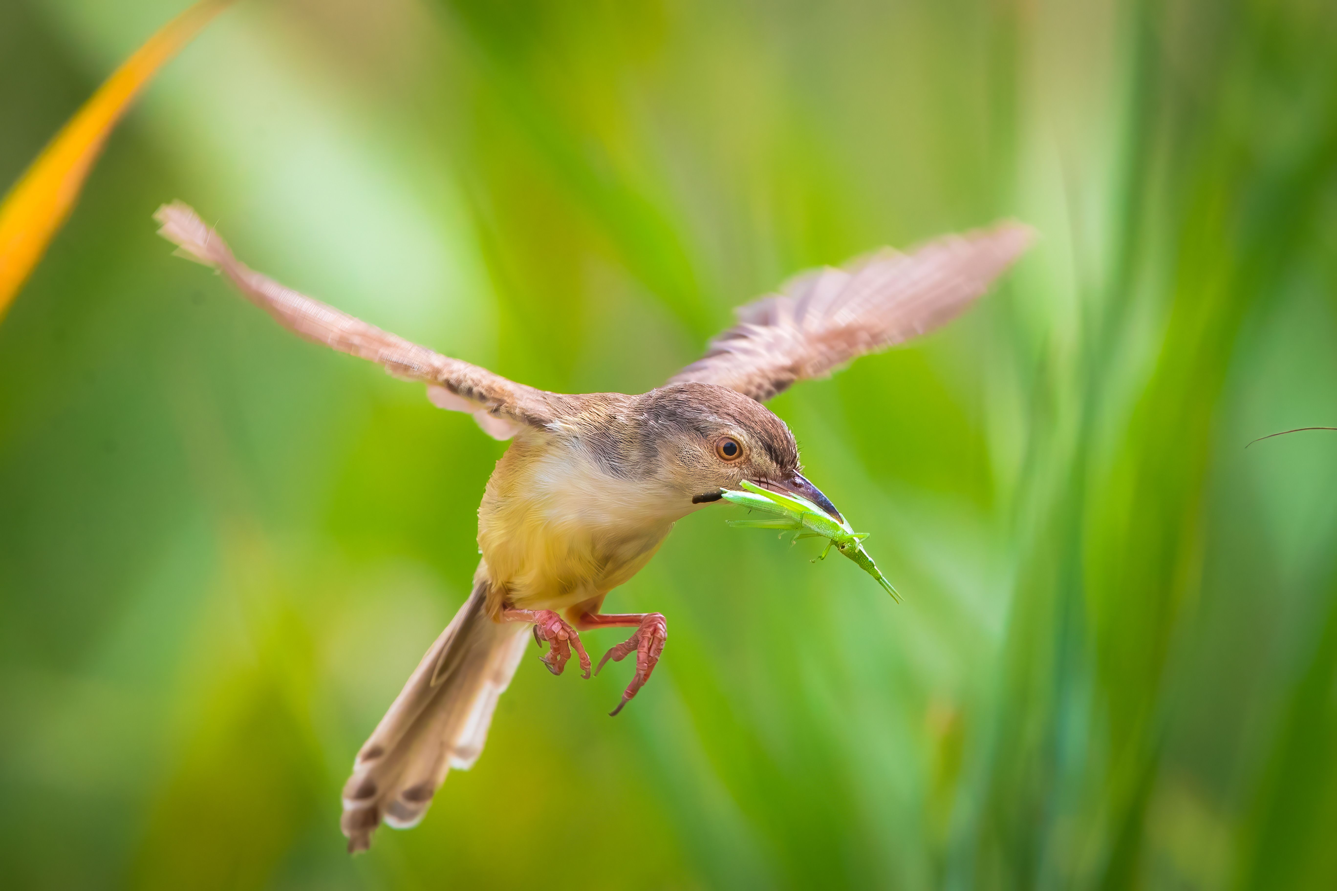 A bird flying through the air with a green leaf in its mouth · Free ...