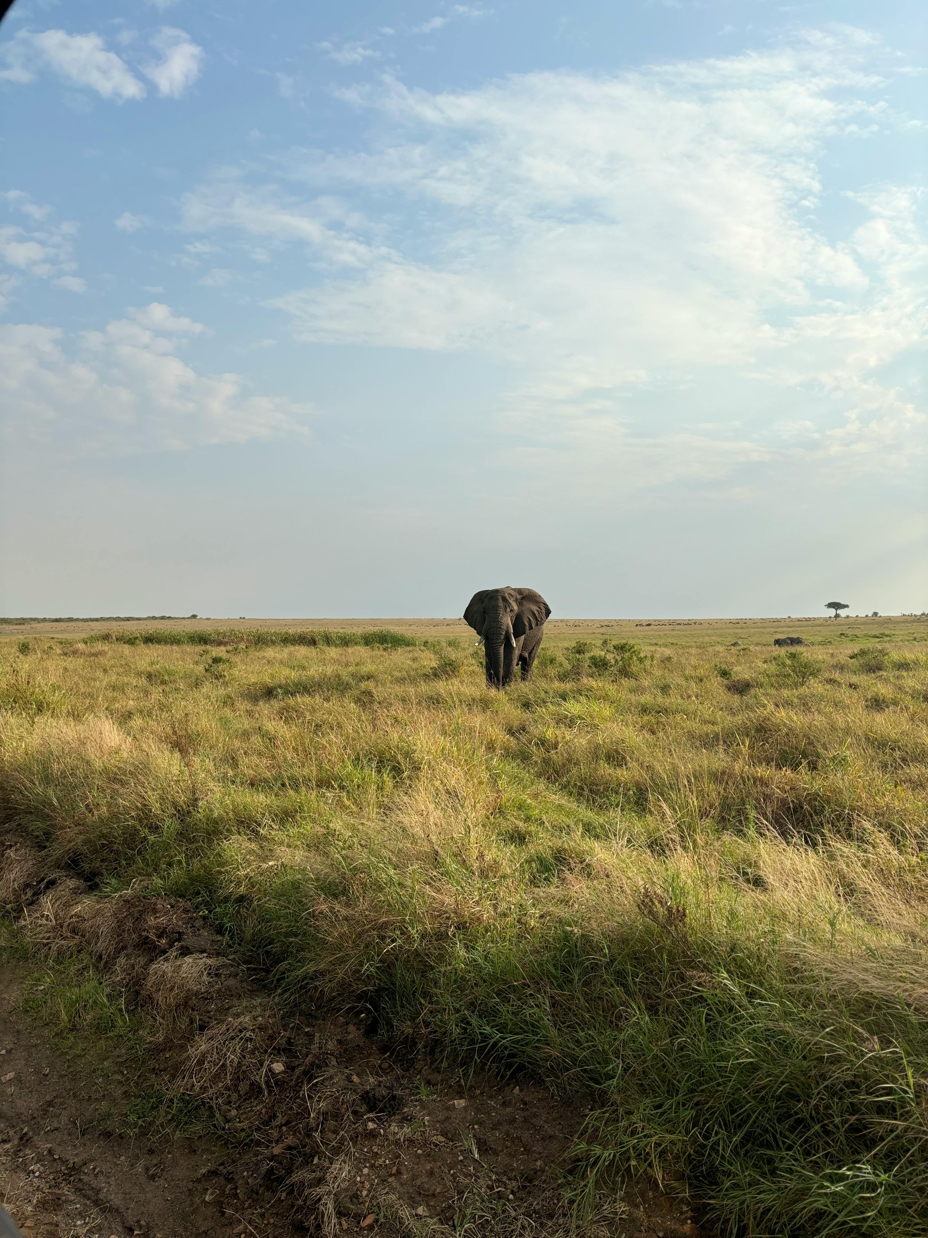 Elephant Landscape Photos, Download The BEST Free Elephant Landscape ...