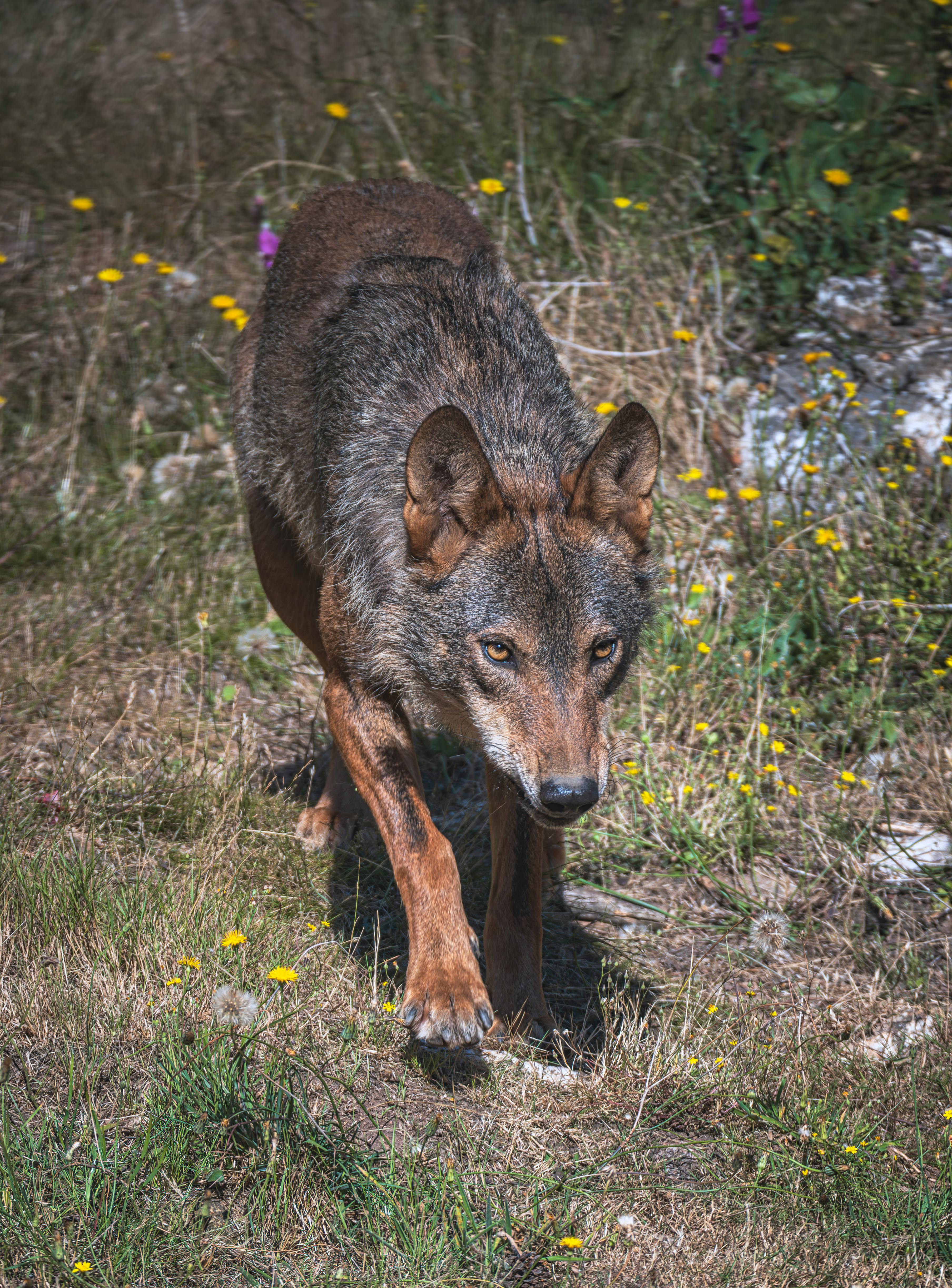 Tan Wolf on Flower Field during Daytime · Free Stock Photo