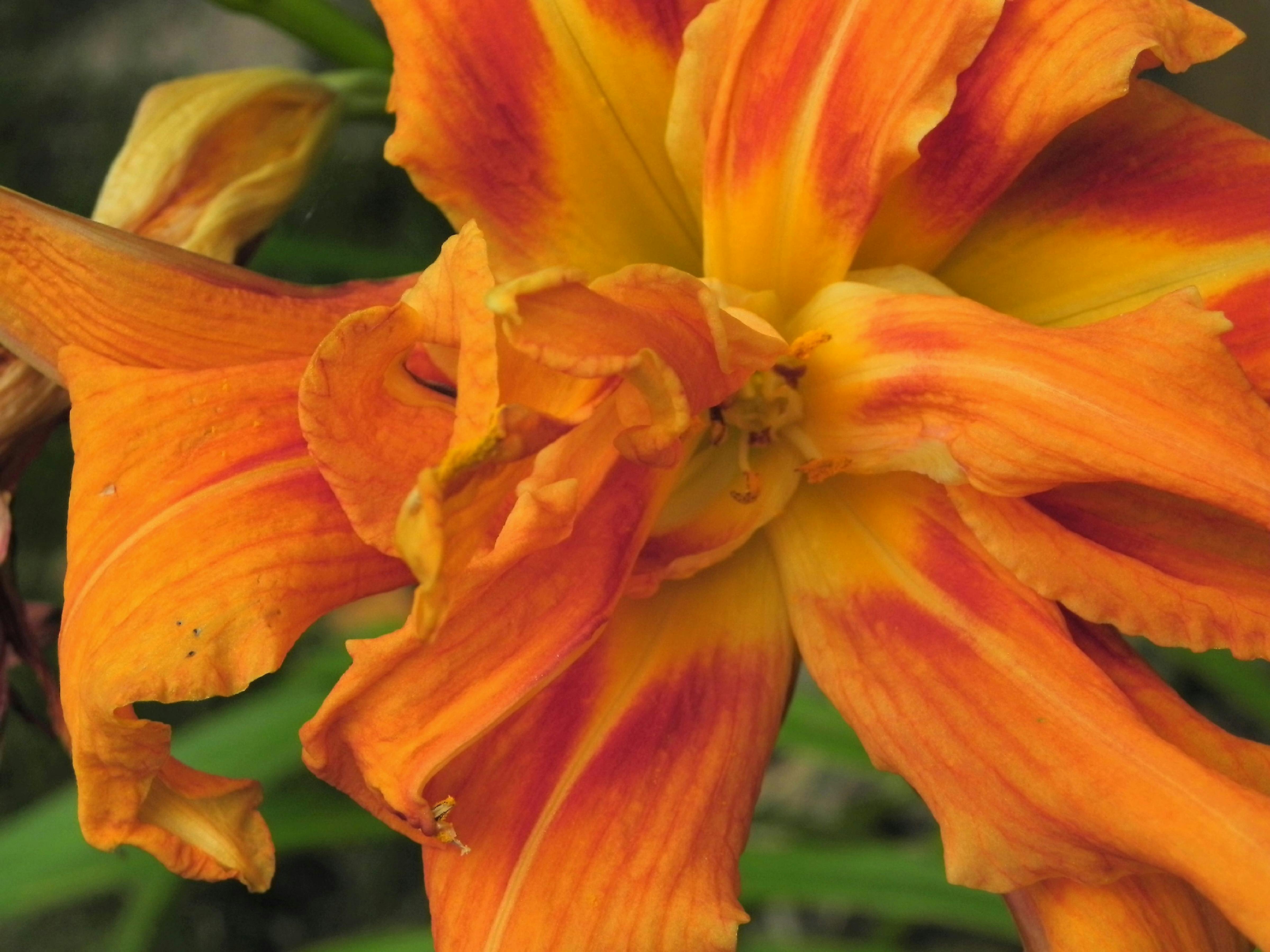 FABULOUS FLOWERS 23 Photos & Videos Collected by Lady Violet Adventures