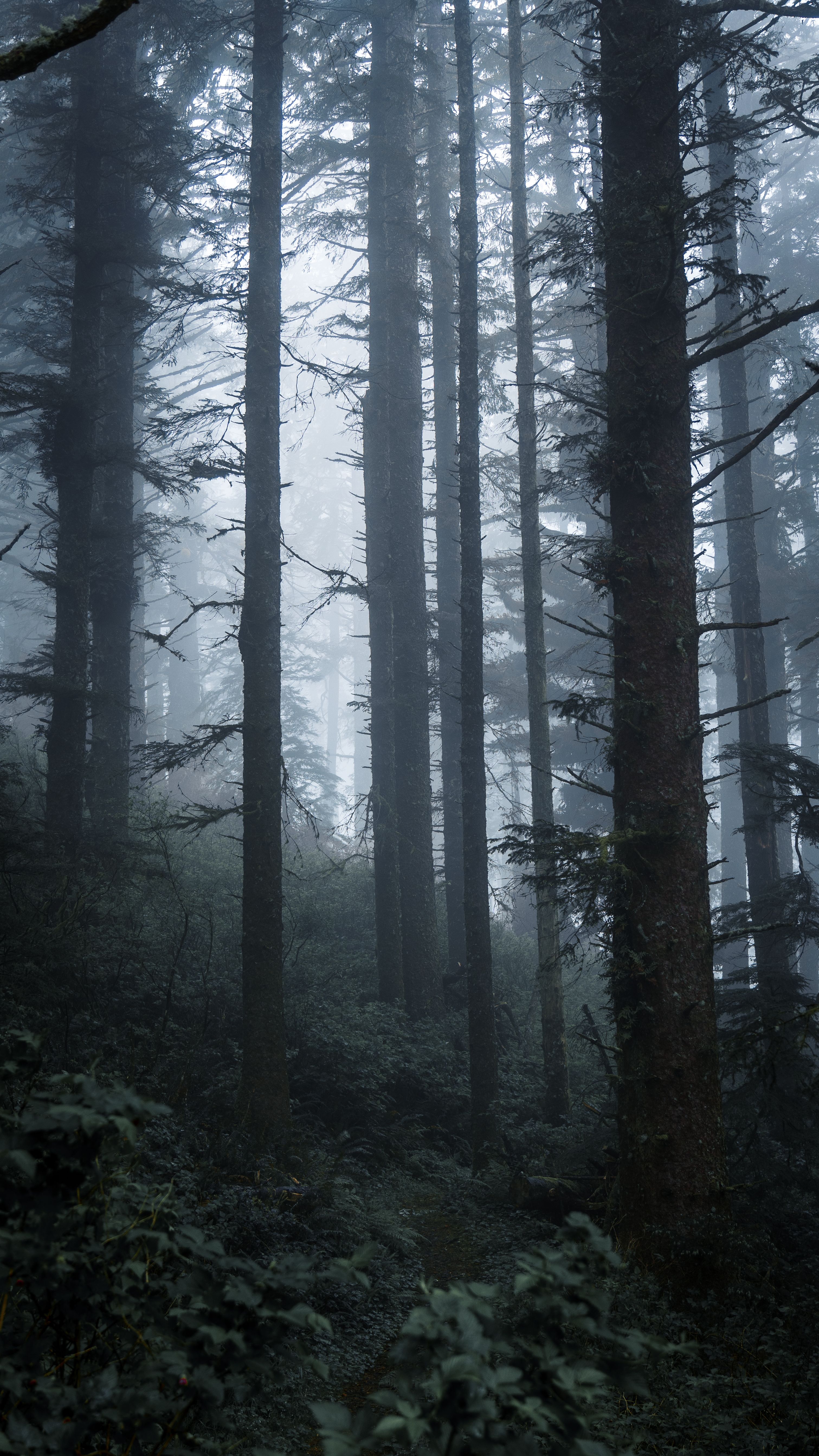 Gloomy Oregon Forest · Free Stock Photo