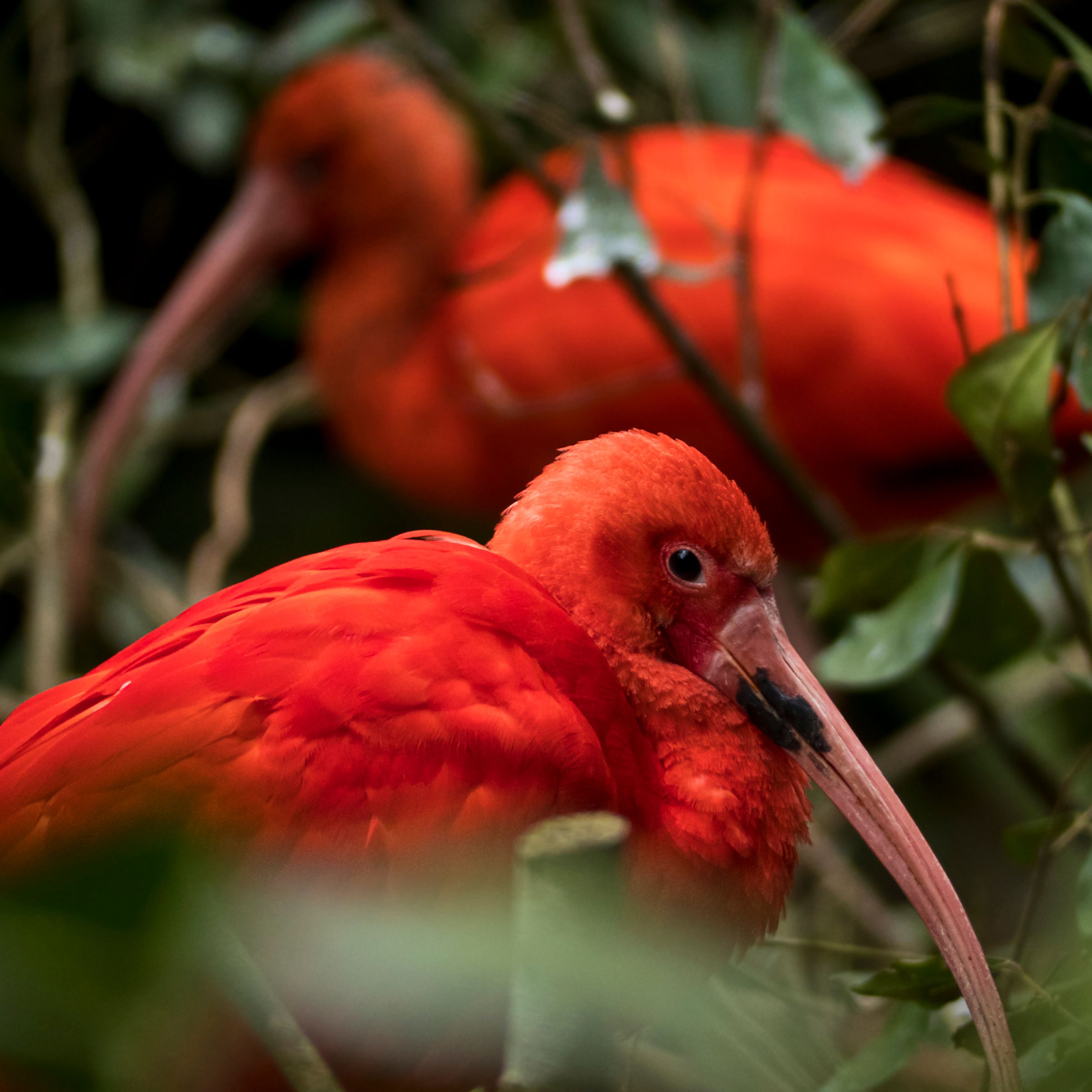 Iguaçu Bird Park 6 Photos & Videos Collected by Jos van Ouwerkerk