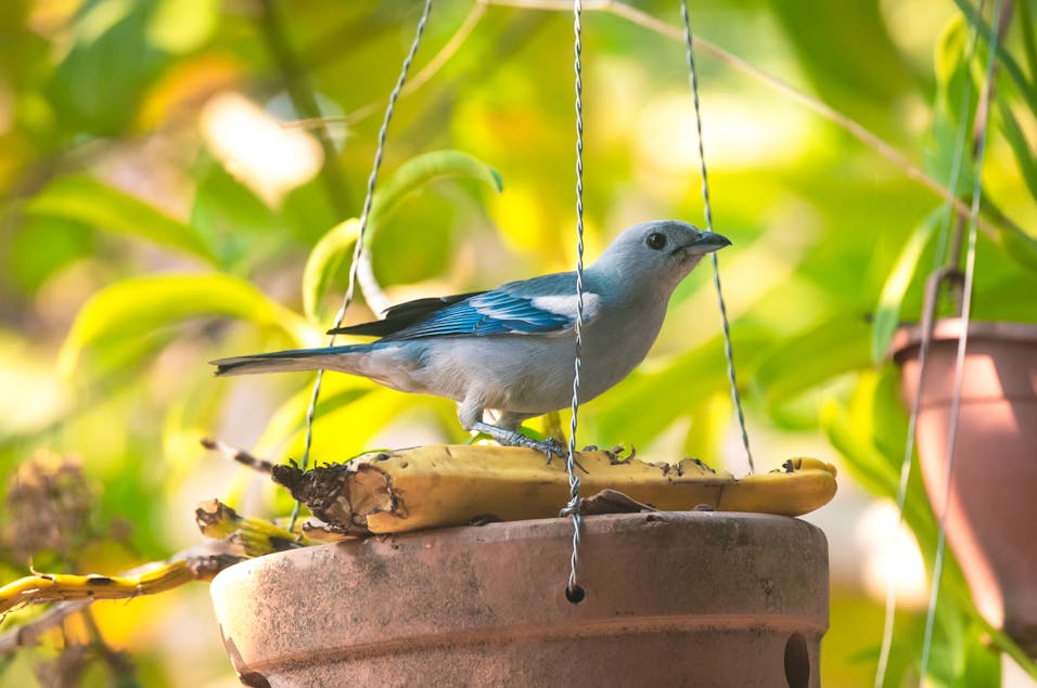 Unlocking Azure Stonehopper Palia: A Beginner's Guide