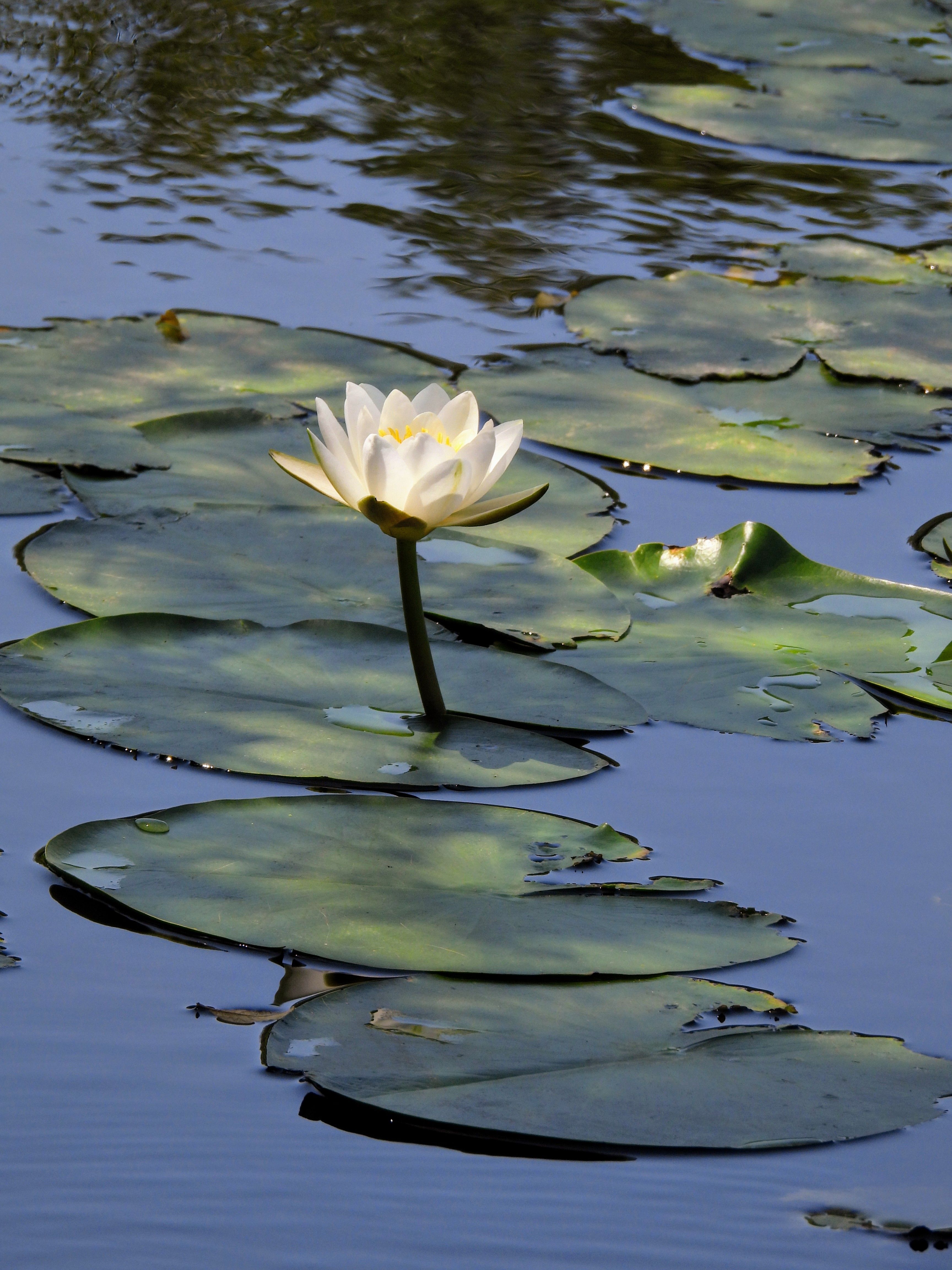 A single white water lily floating in the water · Free Stock Photo