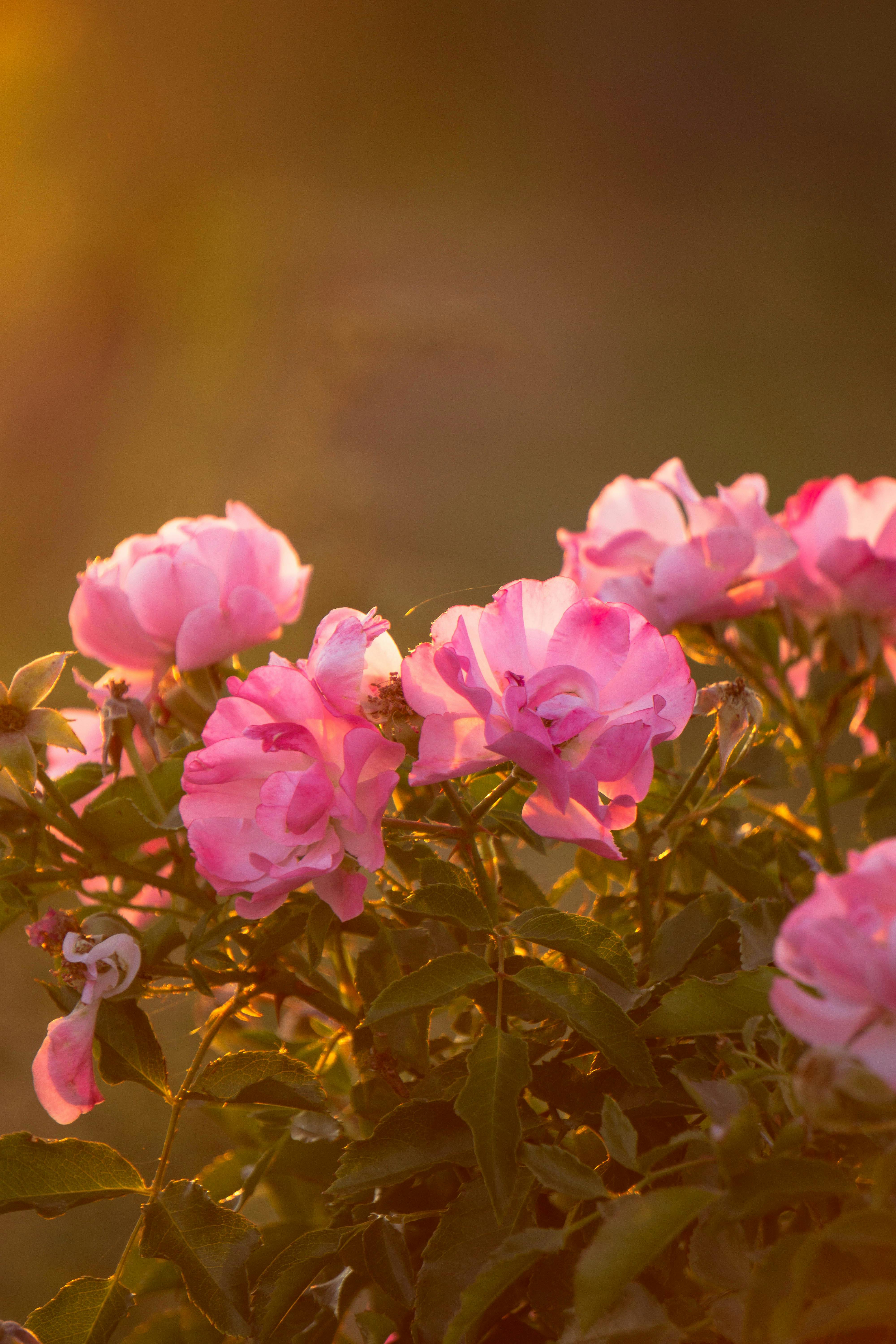 Pink roses in the sun · Free Stock Photo