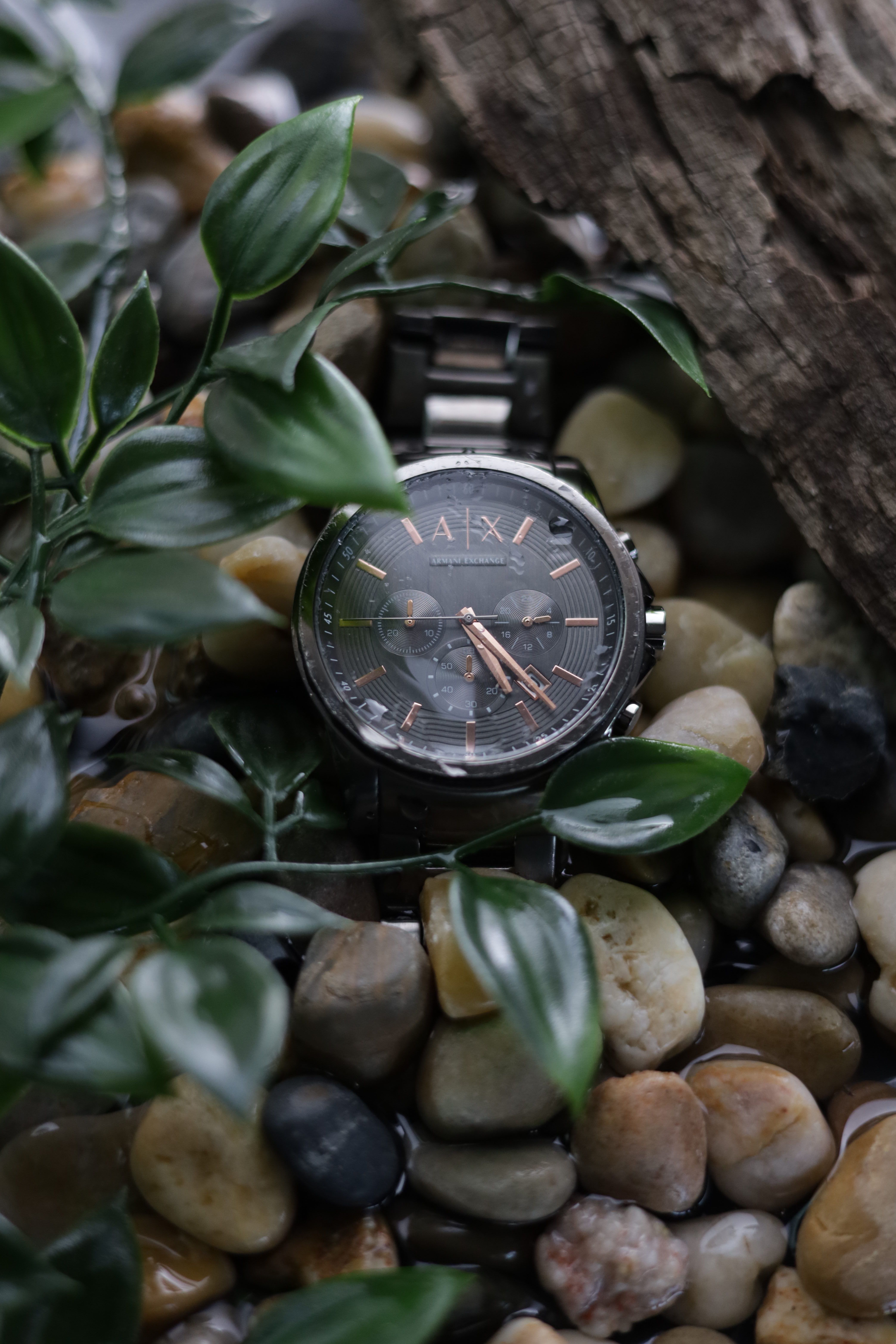 A watch sitting on rocks and plants · Free Stock Photo