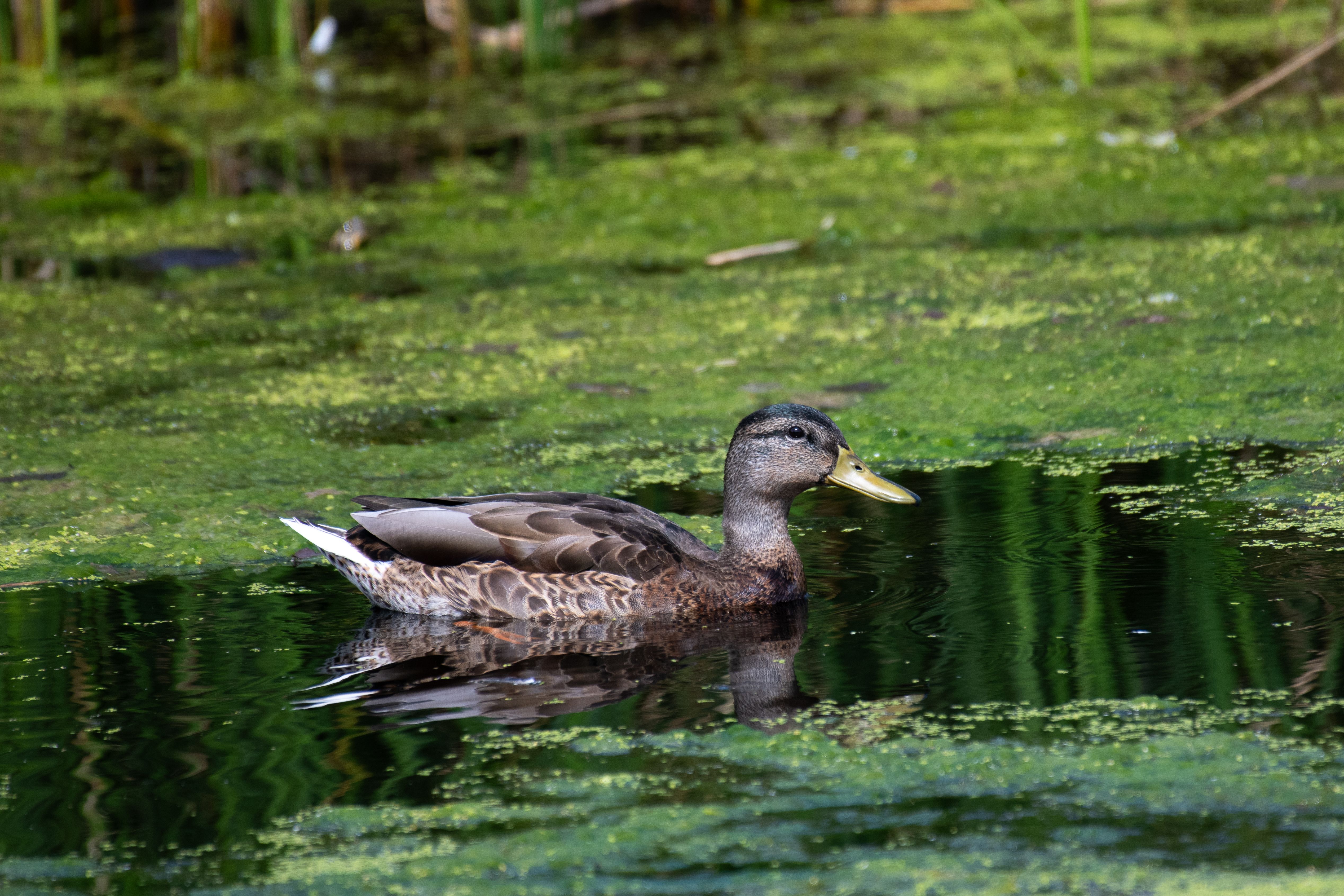 Depth of Field Photography of Mallard Duck on Body of Water · Free ...