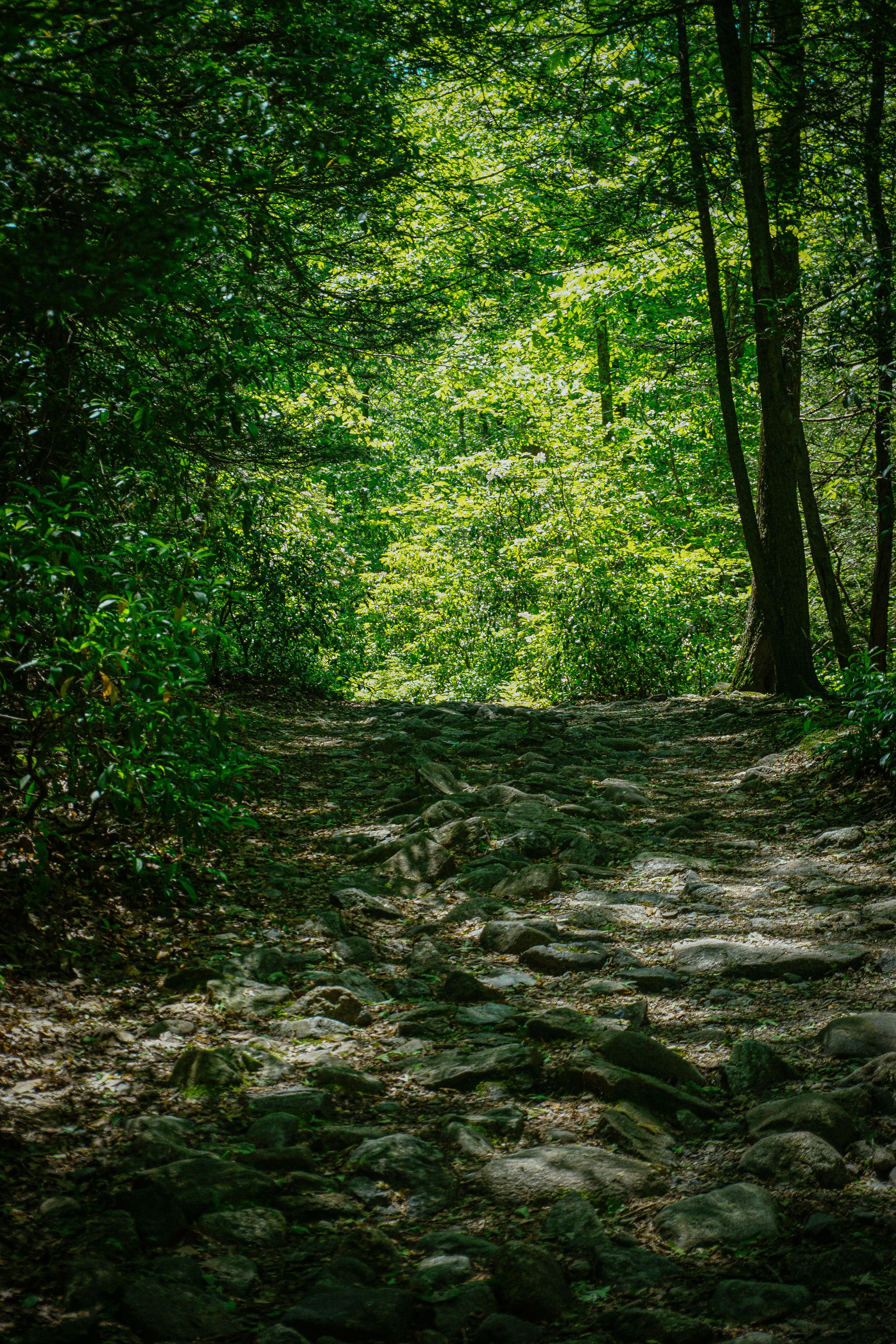 Pathway Between Green Trees · Free Stock Photo