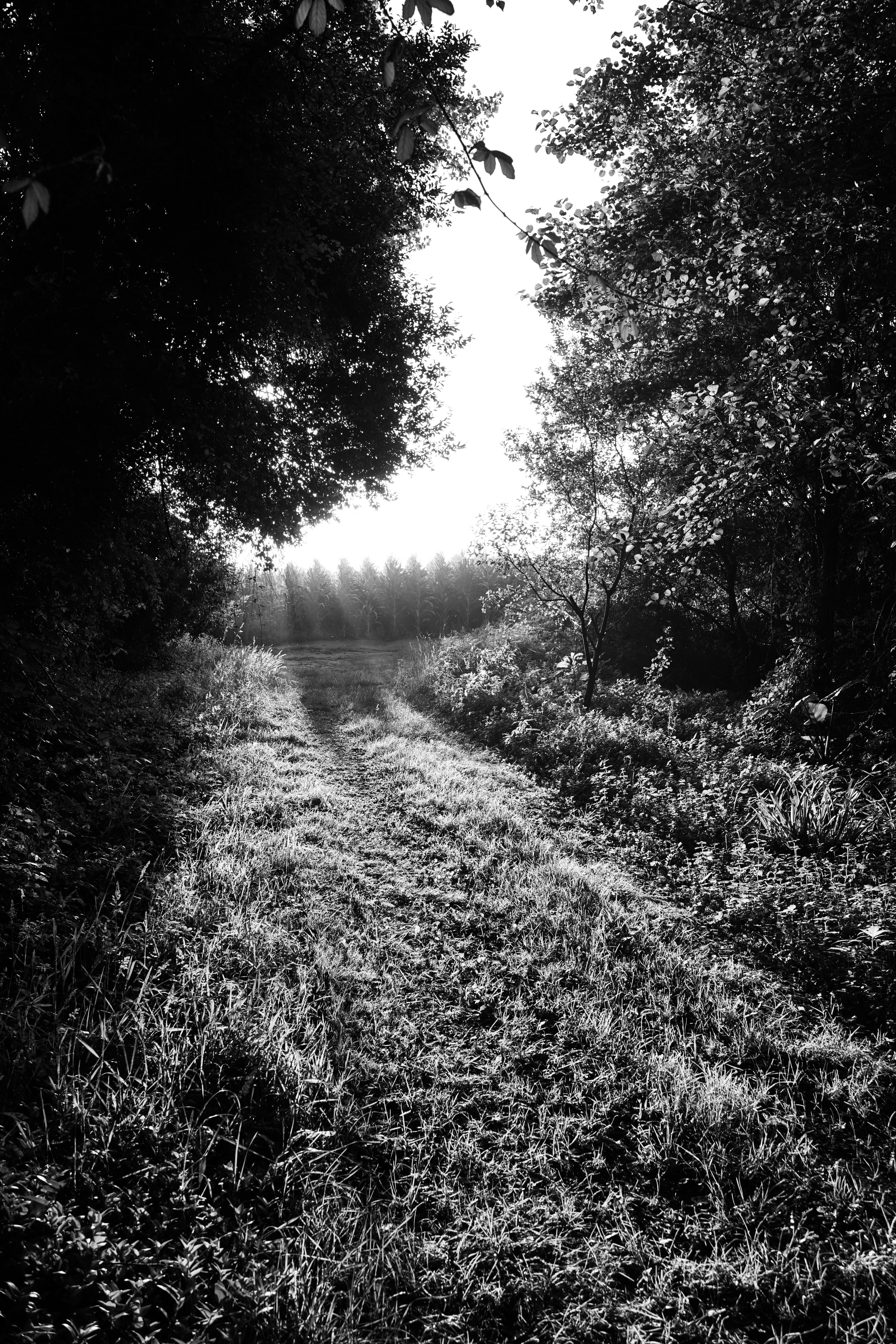 Black and white photograph of a path in the woods · Free Stock Photo