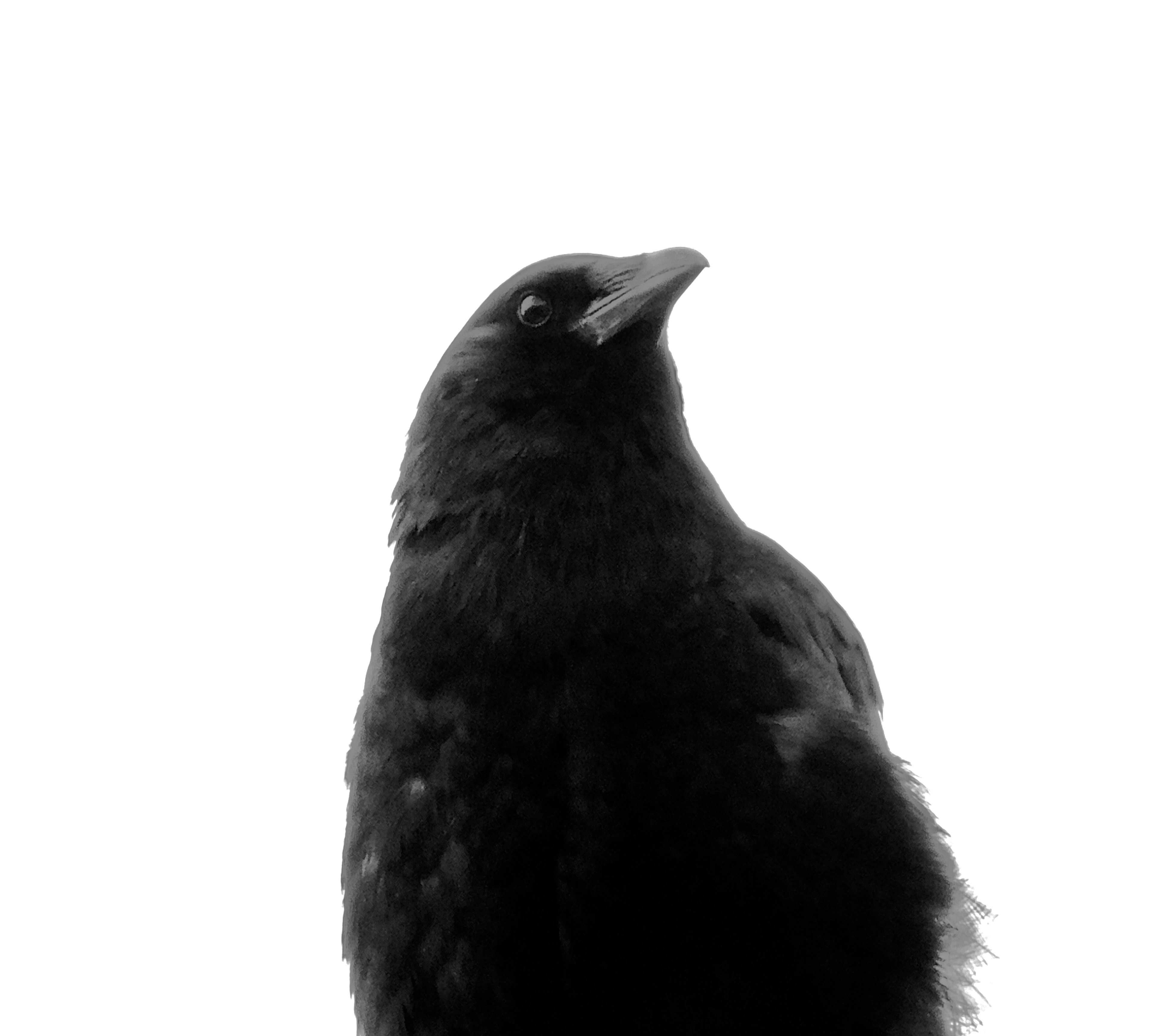Free stock photo of blackbird