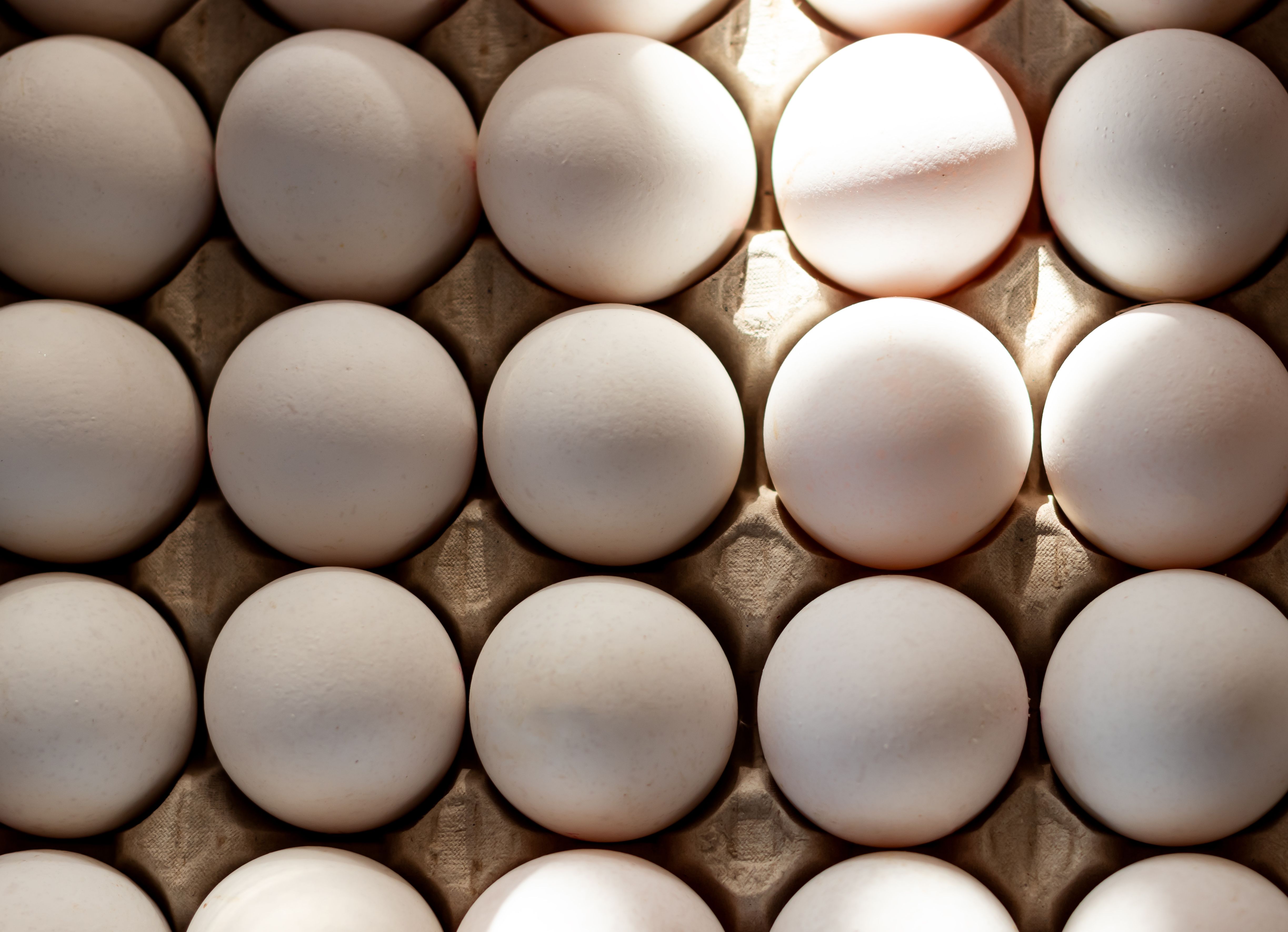 Eggs in a carton with the sun shining through · Free Stock Photo