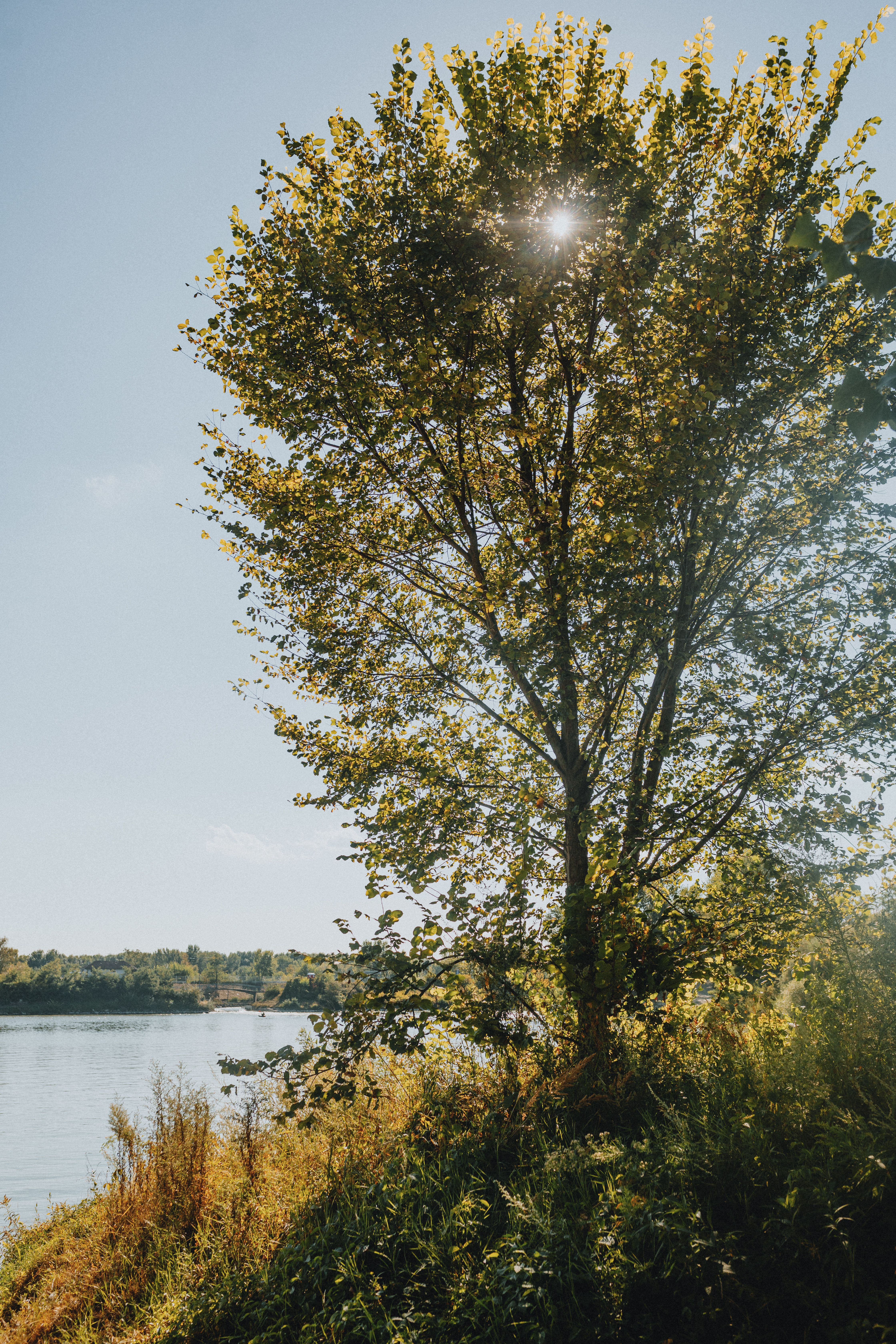 A tree in front of a lake with the sun shining · Free Stock Photo