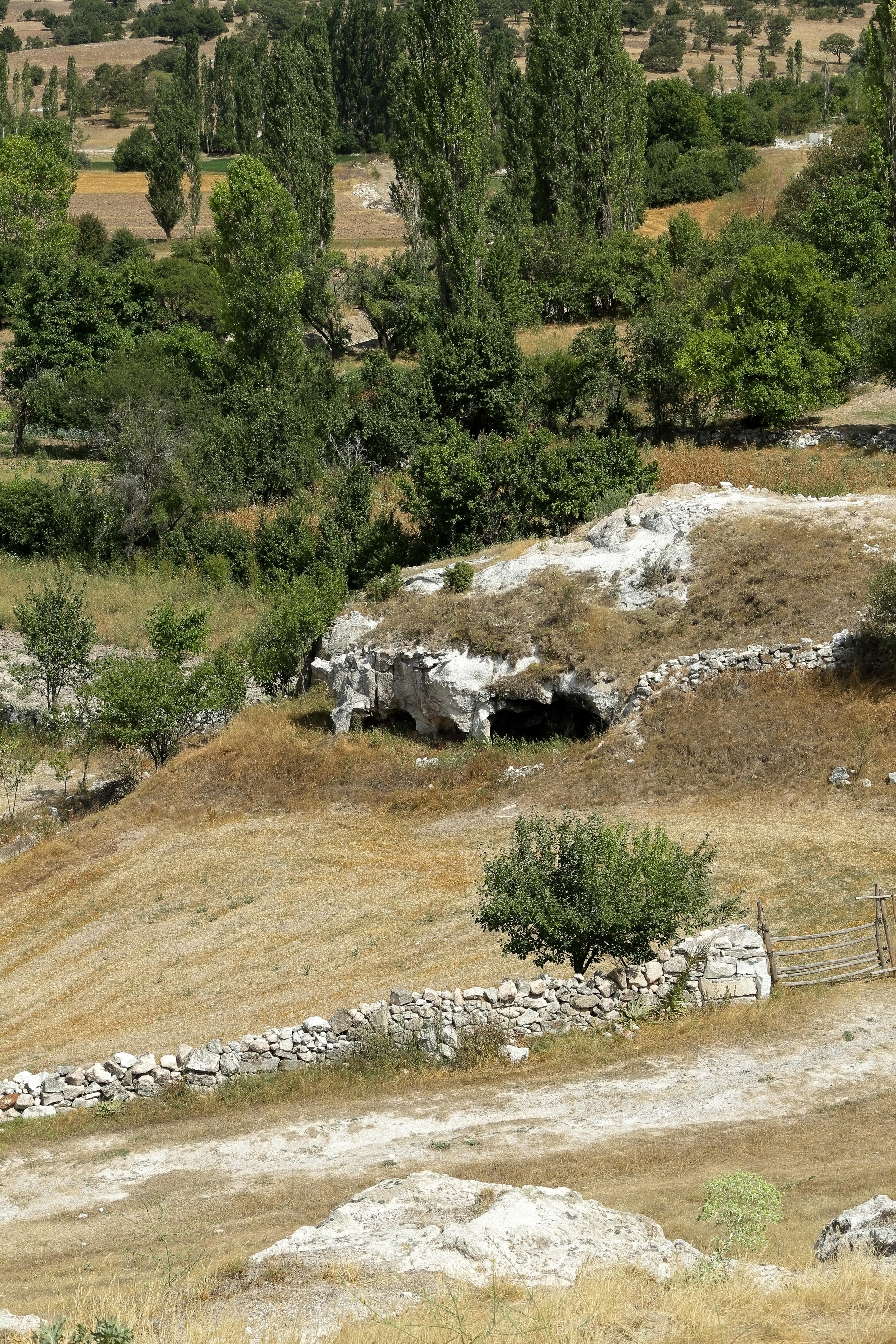 Green Grass Field and Trees High-saturated Photography · Free Stock Photo