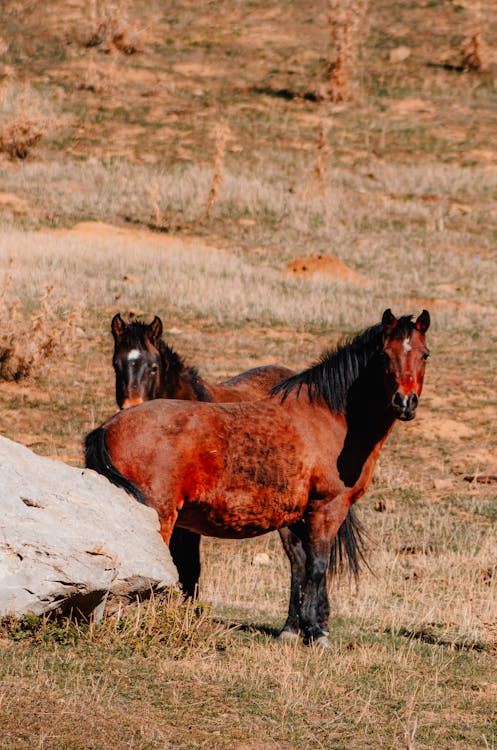 Two Horses Resting by the Rock · Free Stock Photo Two Horses Resting by the Rock · Free Stock Photo