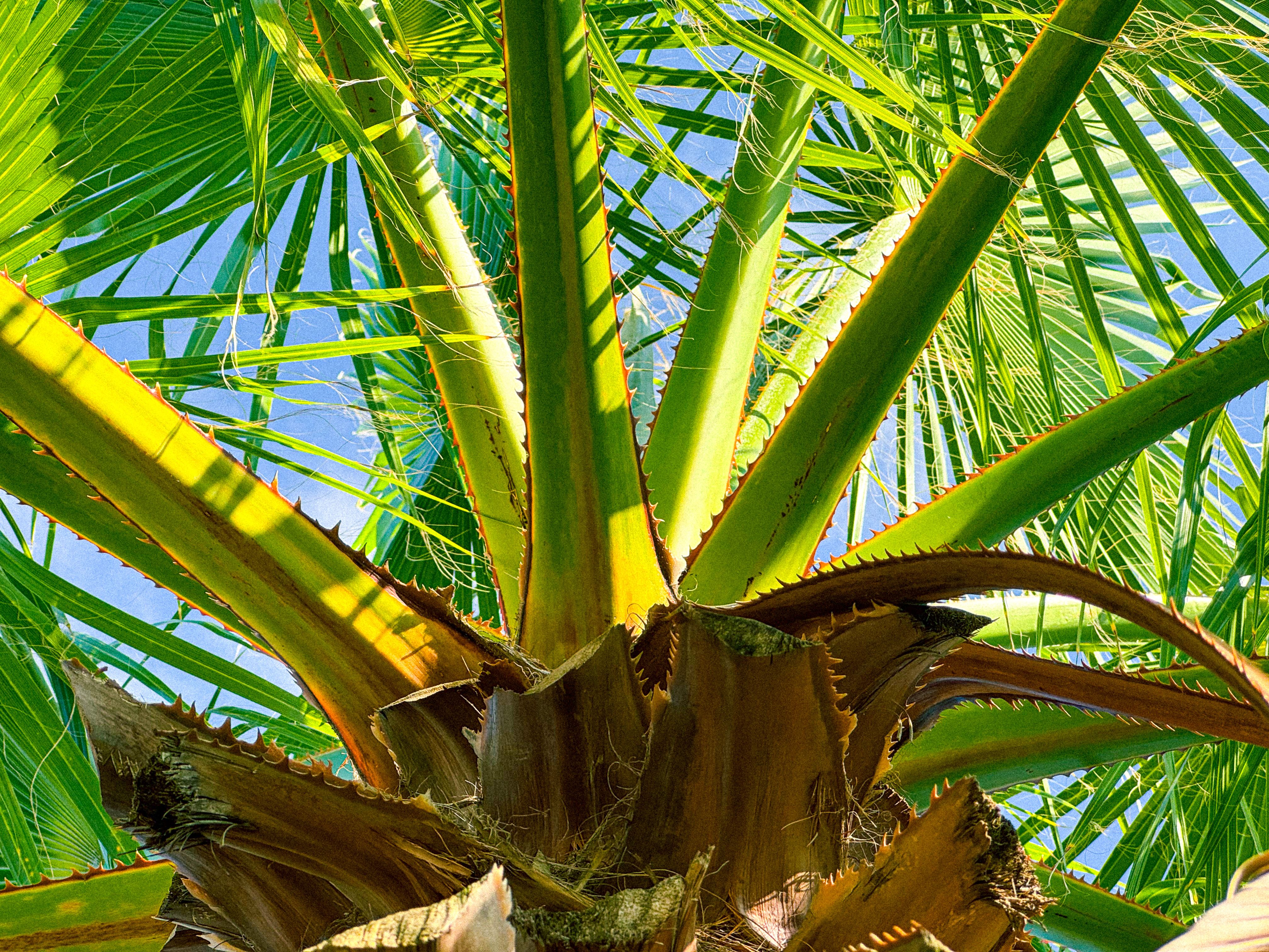 A close up view of a palm tree with green leaves · Free Stock Photo