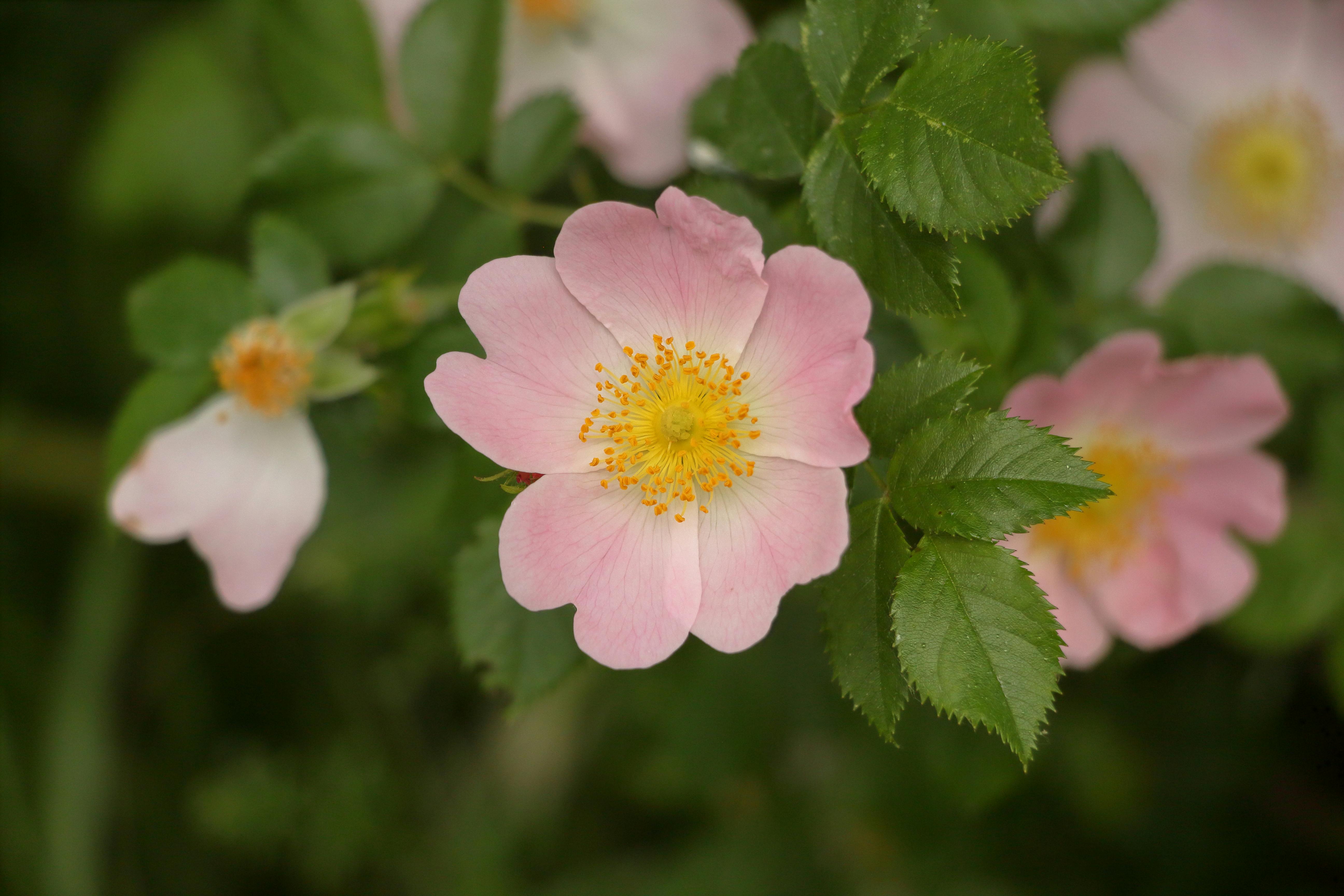 Poranna Rosa Photos, Download The BEST Free Poranna Rosa Stock Photos ...