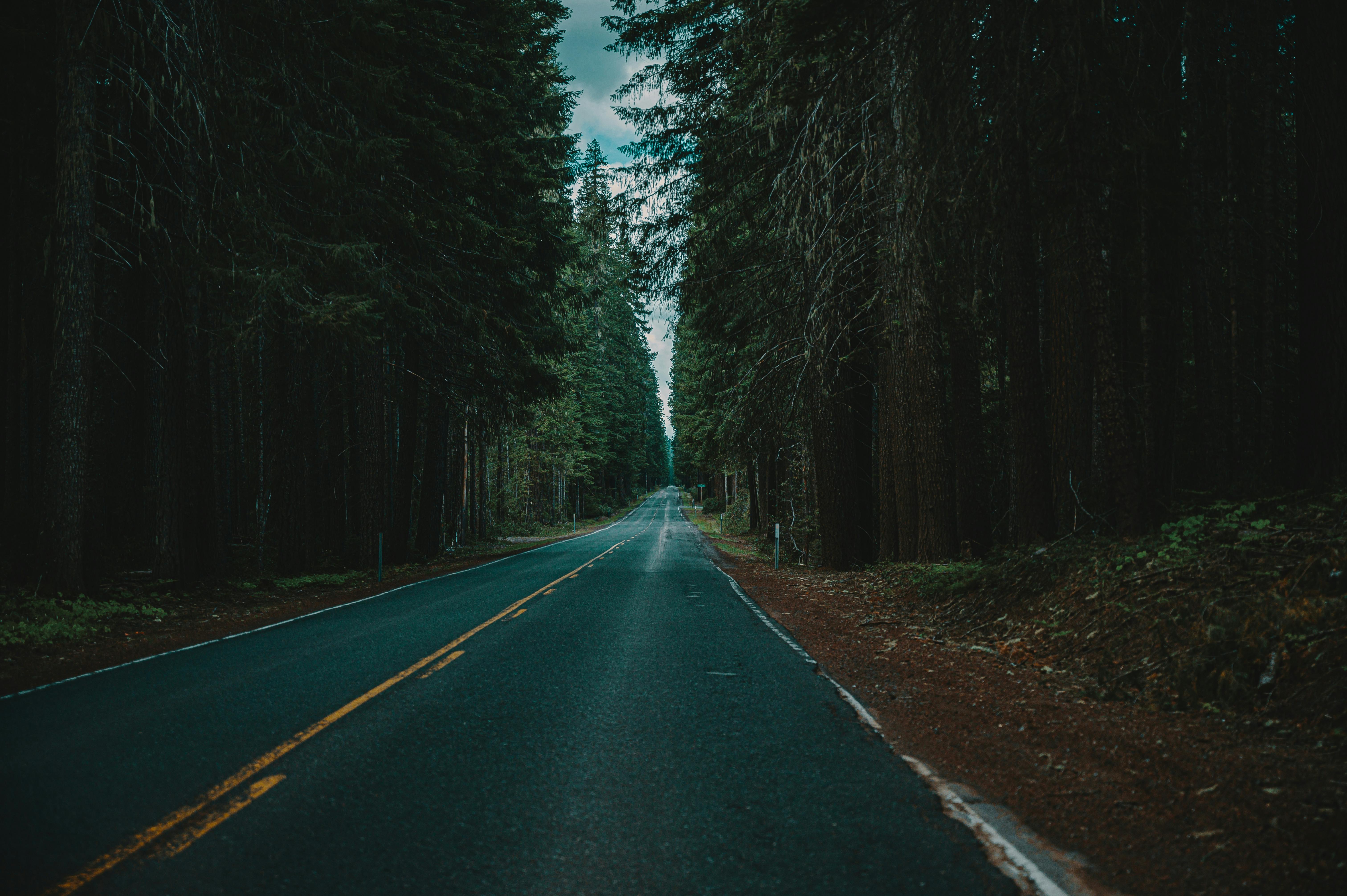 Trees Beside Road · Free Stock Photo