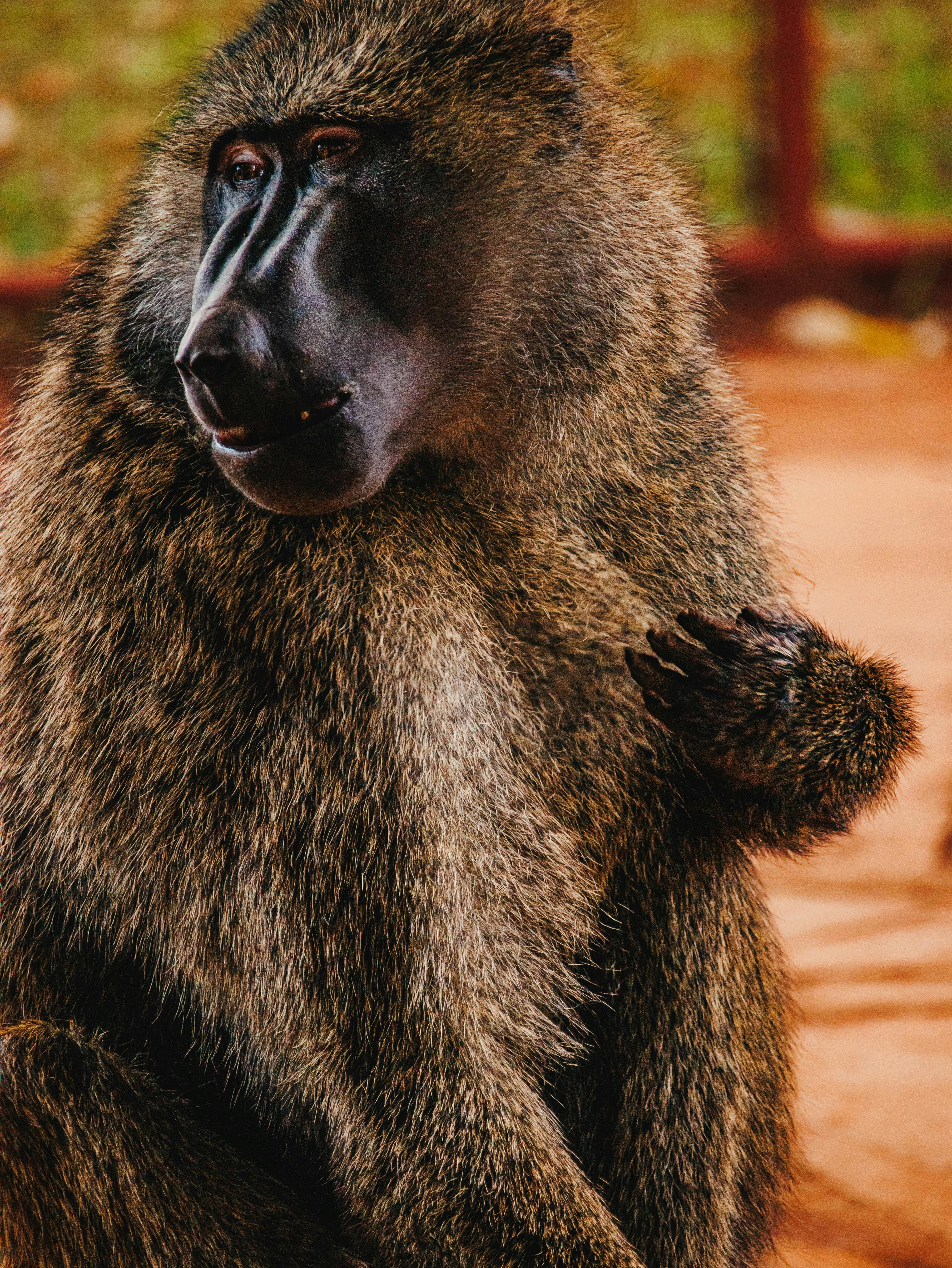African Baboon · Free Stock Photo