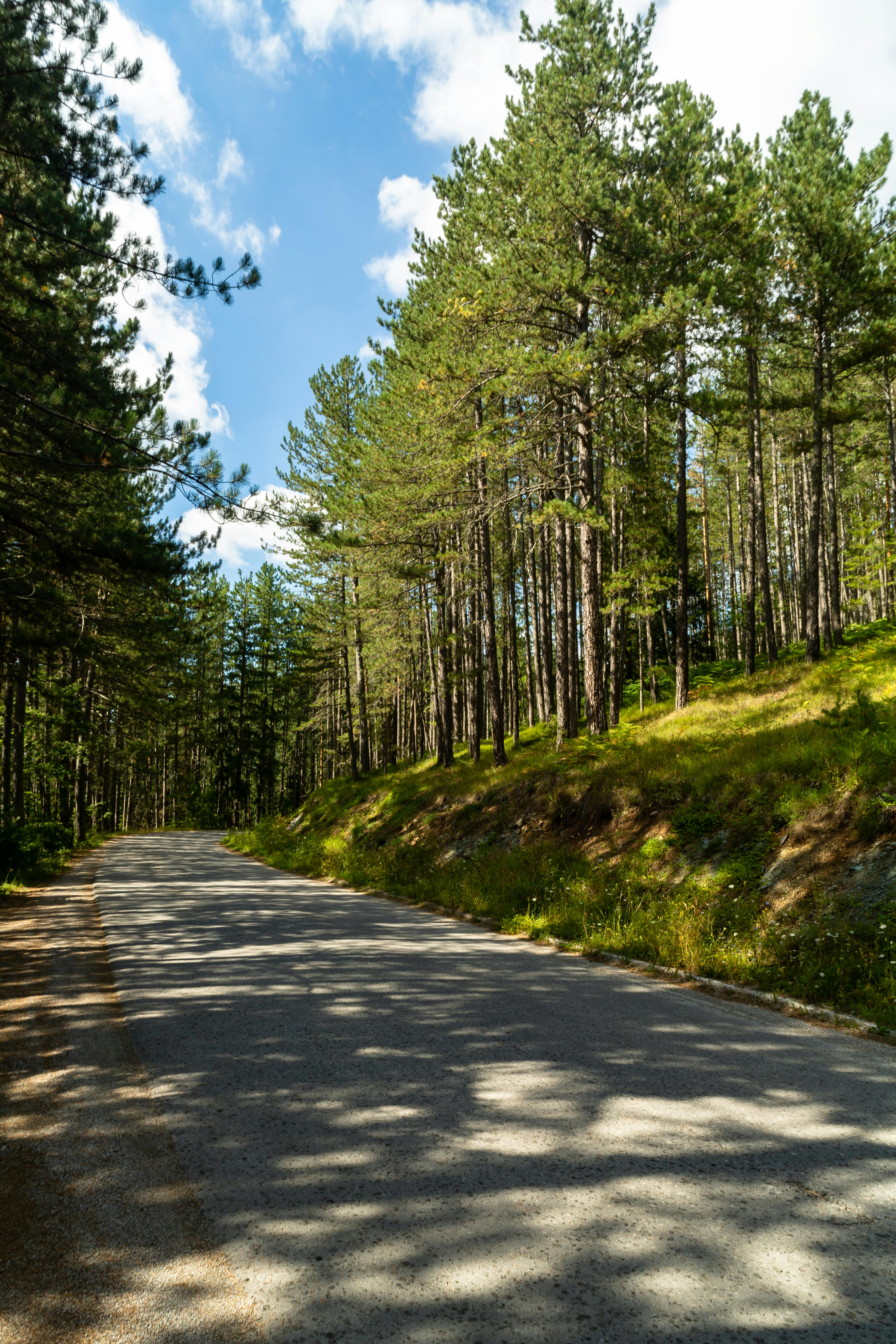 A road in the woods with pine trees · Free Stock Photo