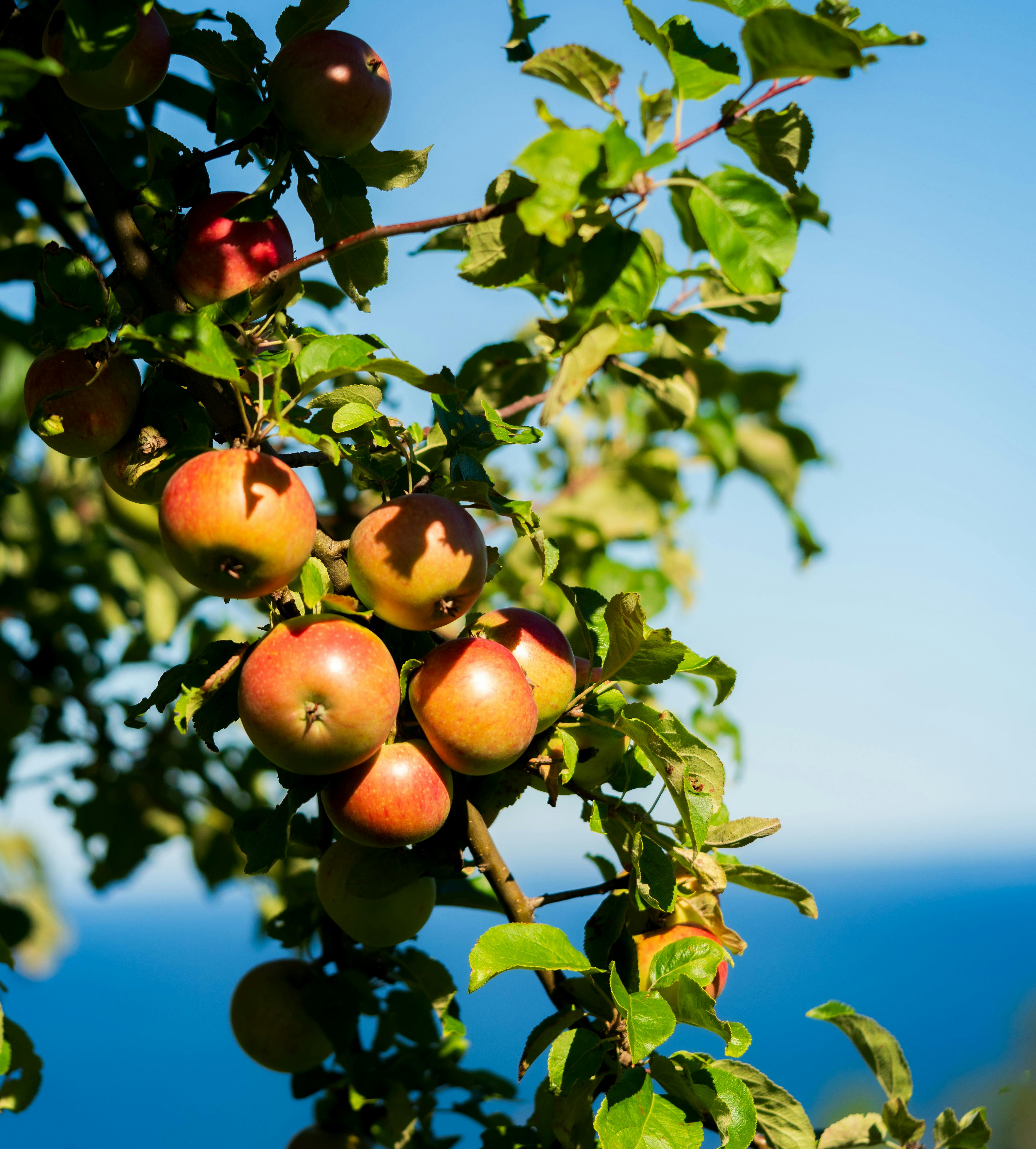 Close-Up Photo Of Apple · Free Stock Photo