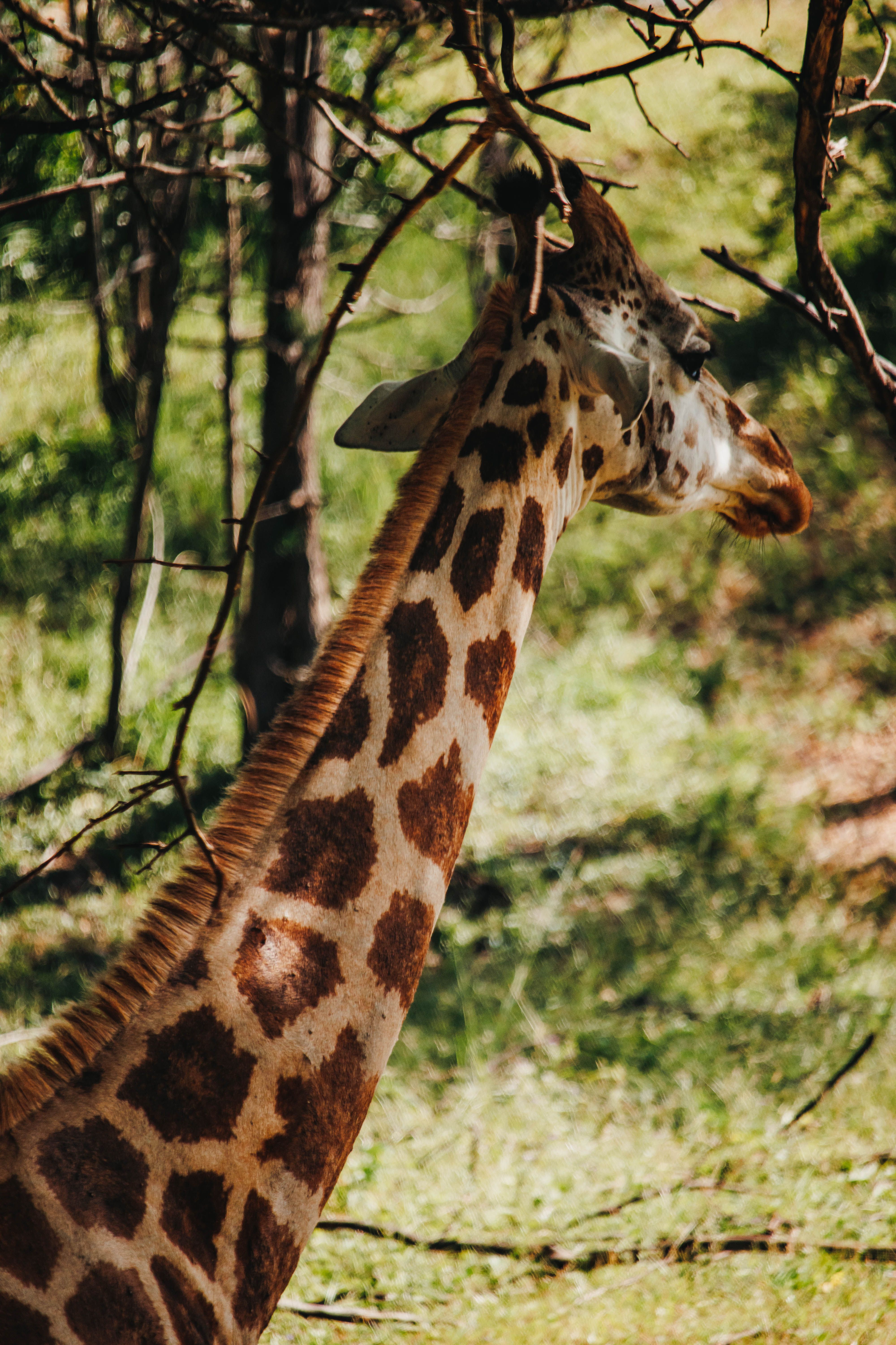 Person Feeding Giraffe · Free Stock Photo