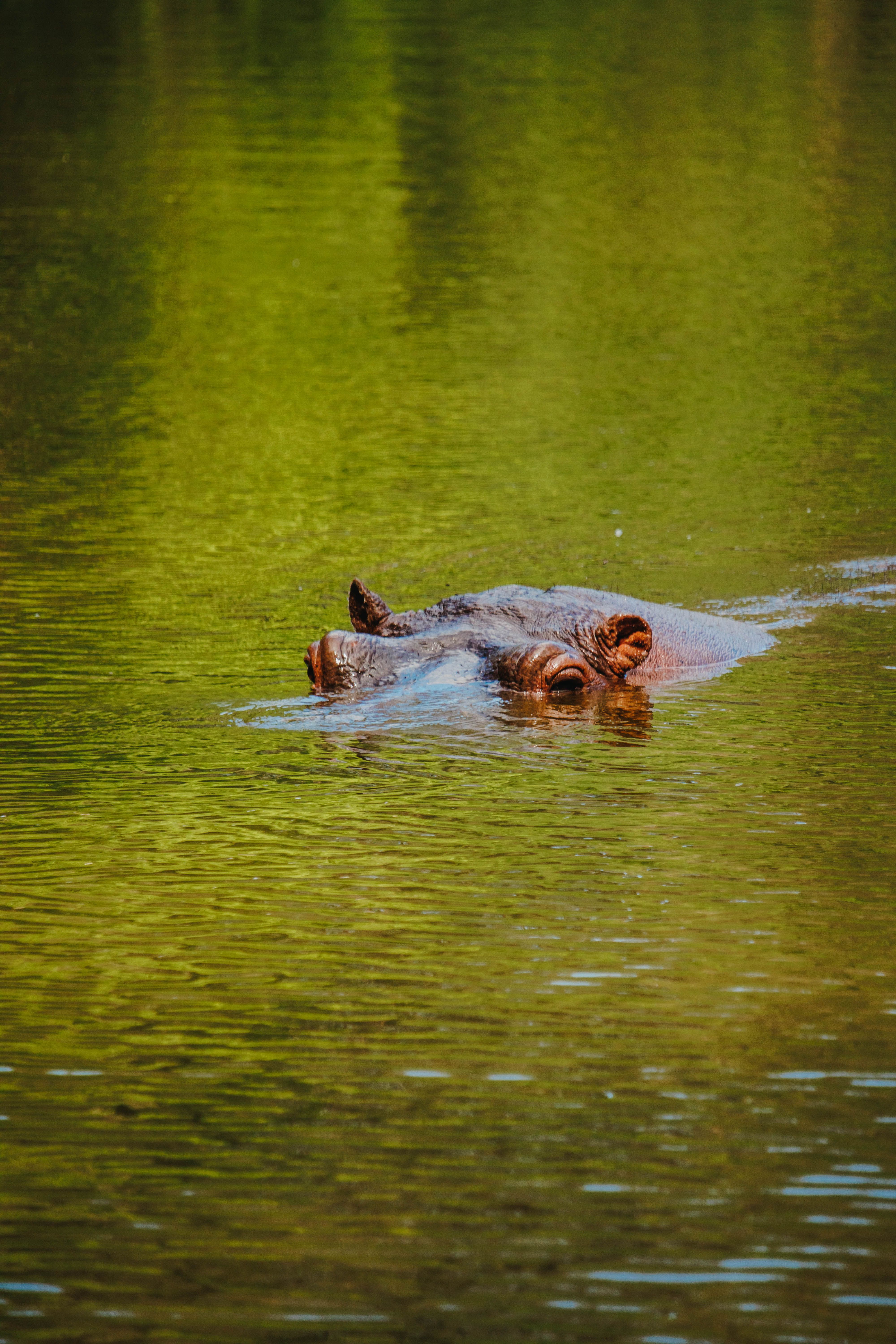 Hippopotamus · Free Stock Photo