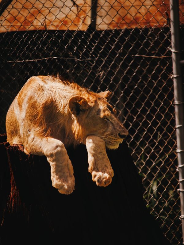 Lion Cage Photos, Download The BEST Free Lion Cage Stock Photos & HD Images
