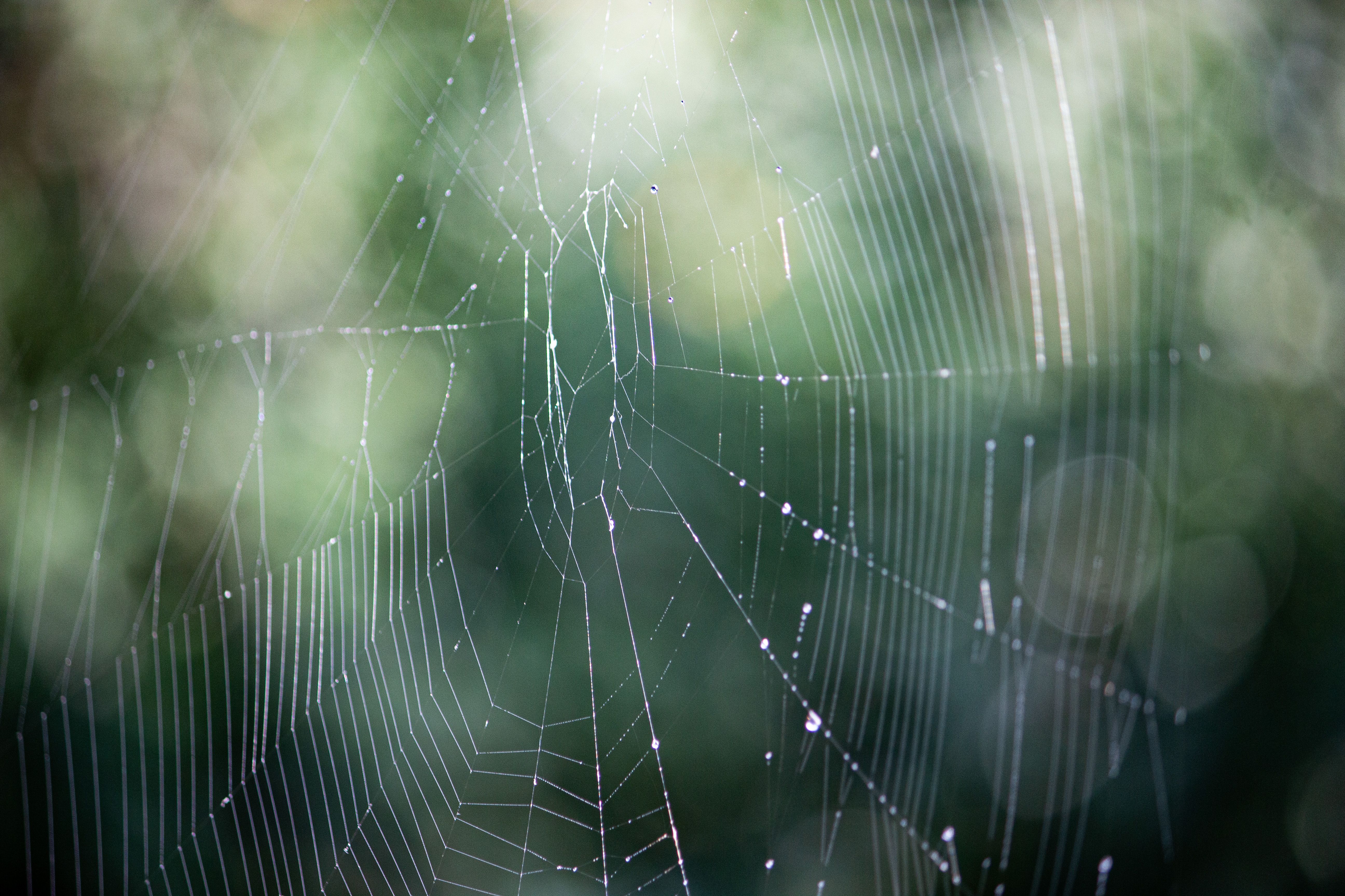 A spider web with many small dots in the center · Free Stock Photo