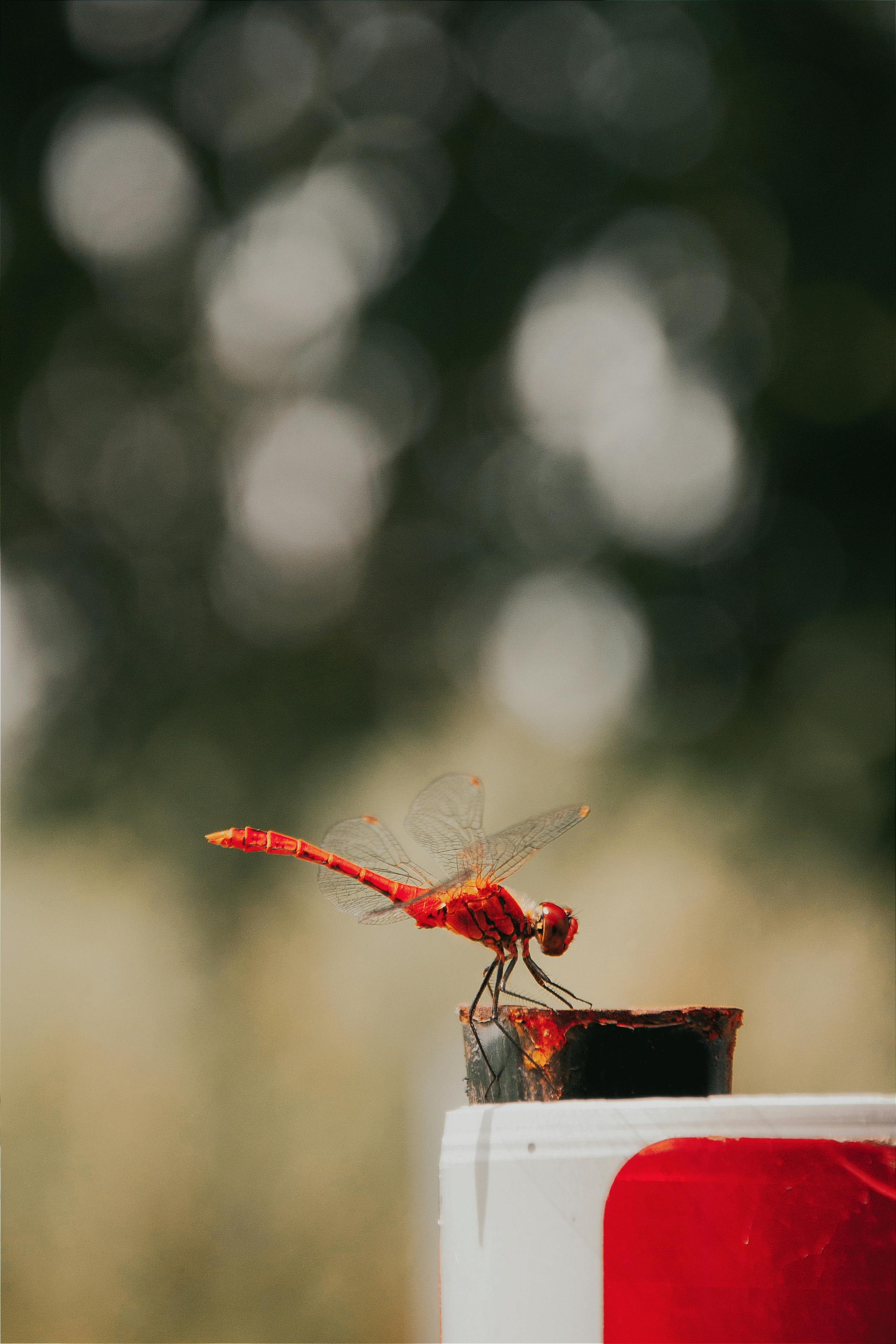 Kostenloses Foto zum Thema: 4k hintergrund, 4k wallpaper, anatomie ...