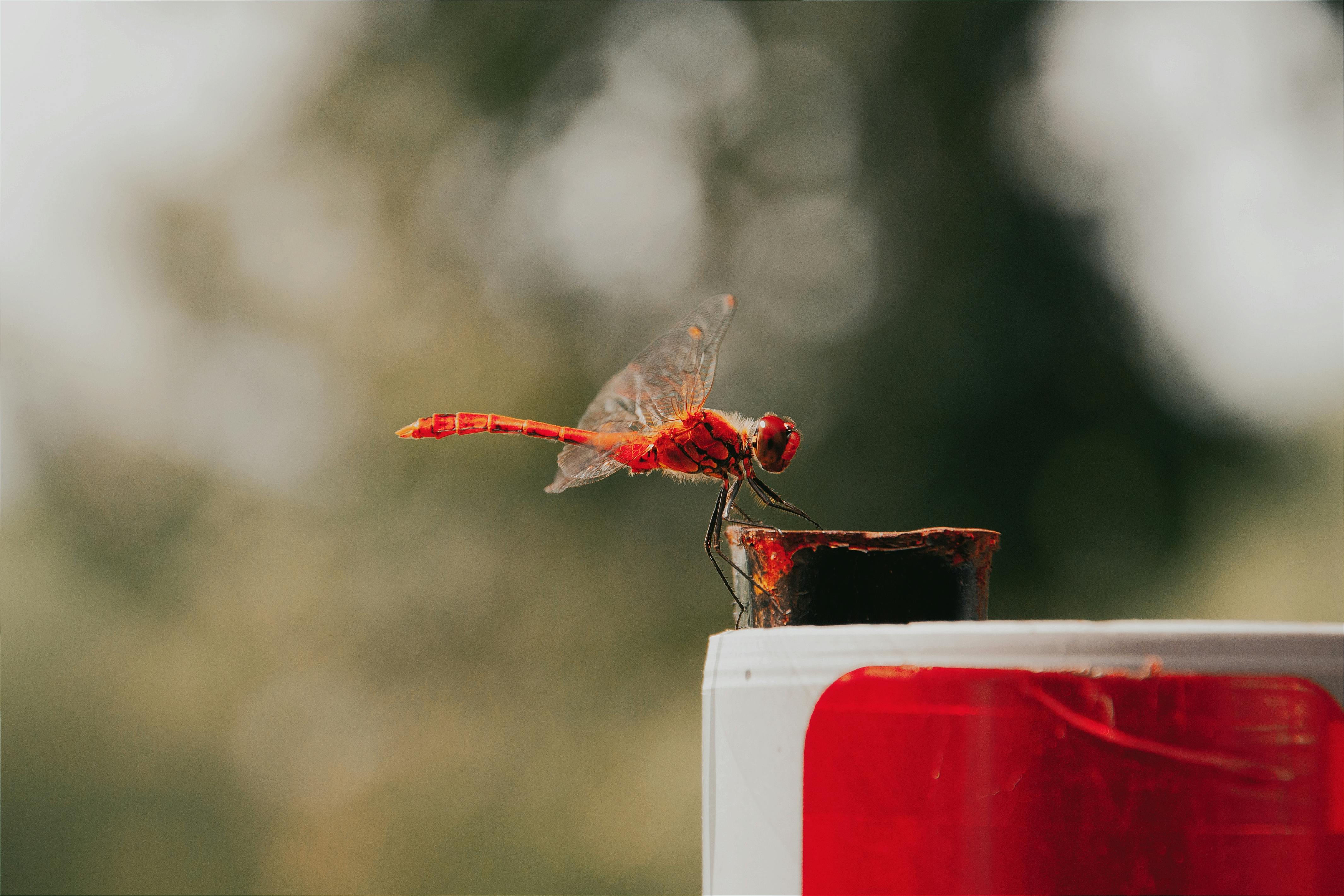 A red dragonfly is sitting on a red fire hydrant · Free Stock Photo