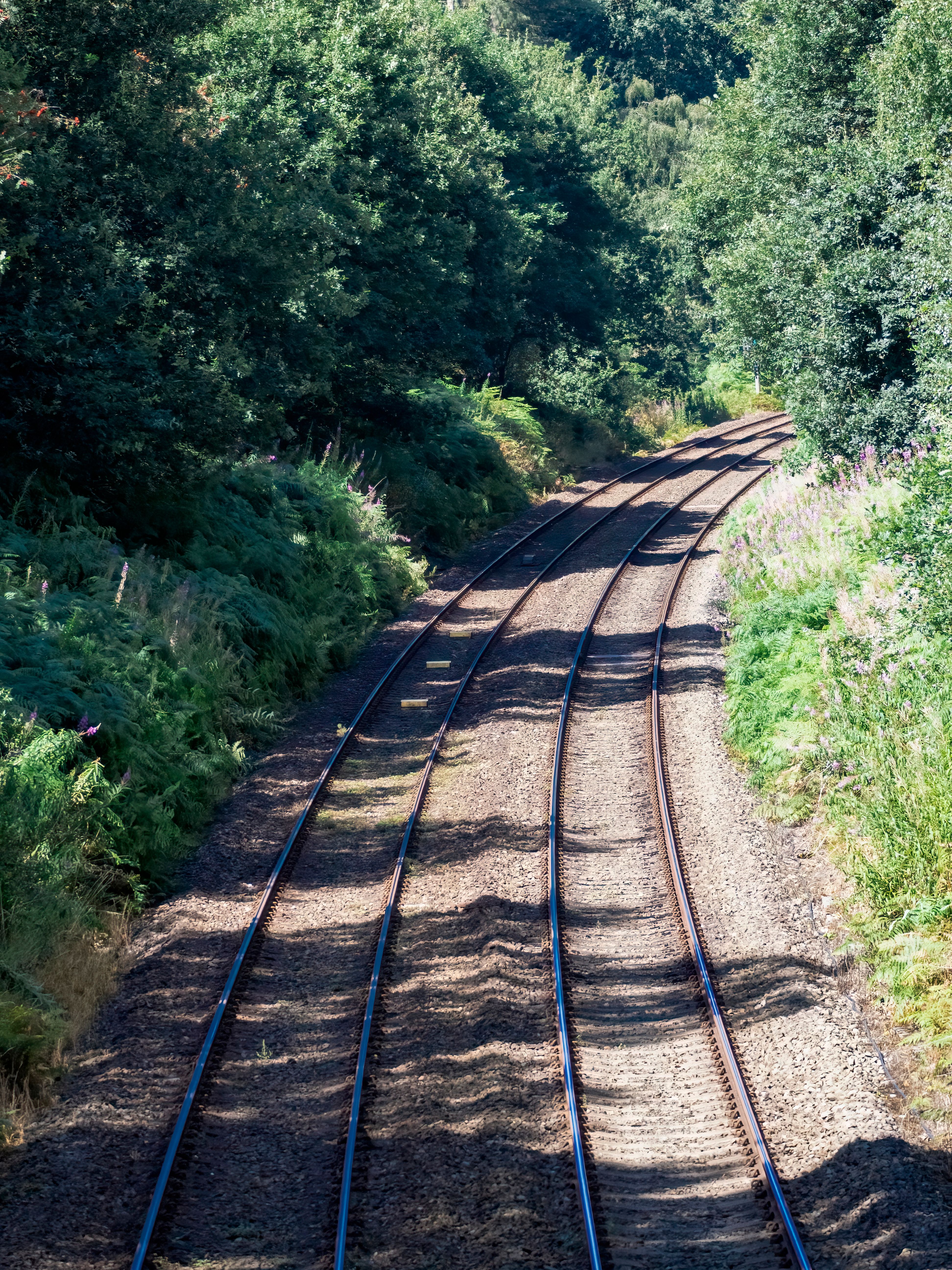 A train tracks running through the woods · Free Stock Photo