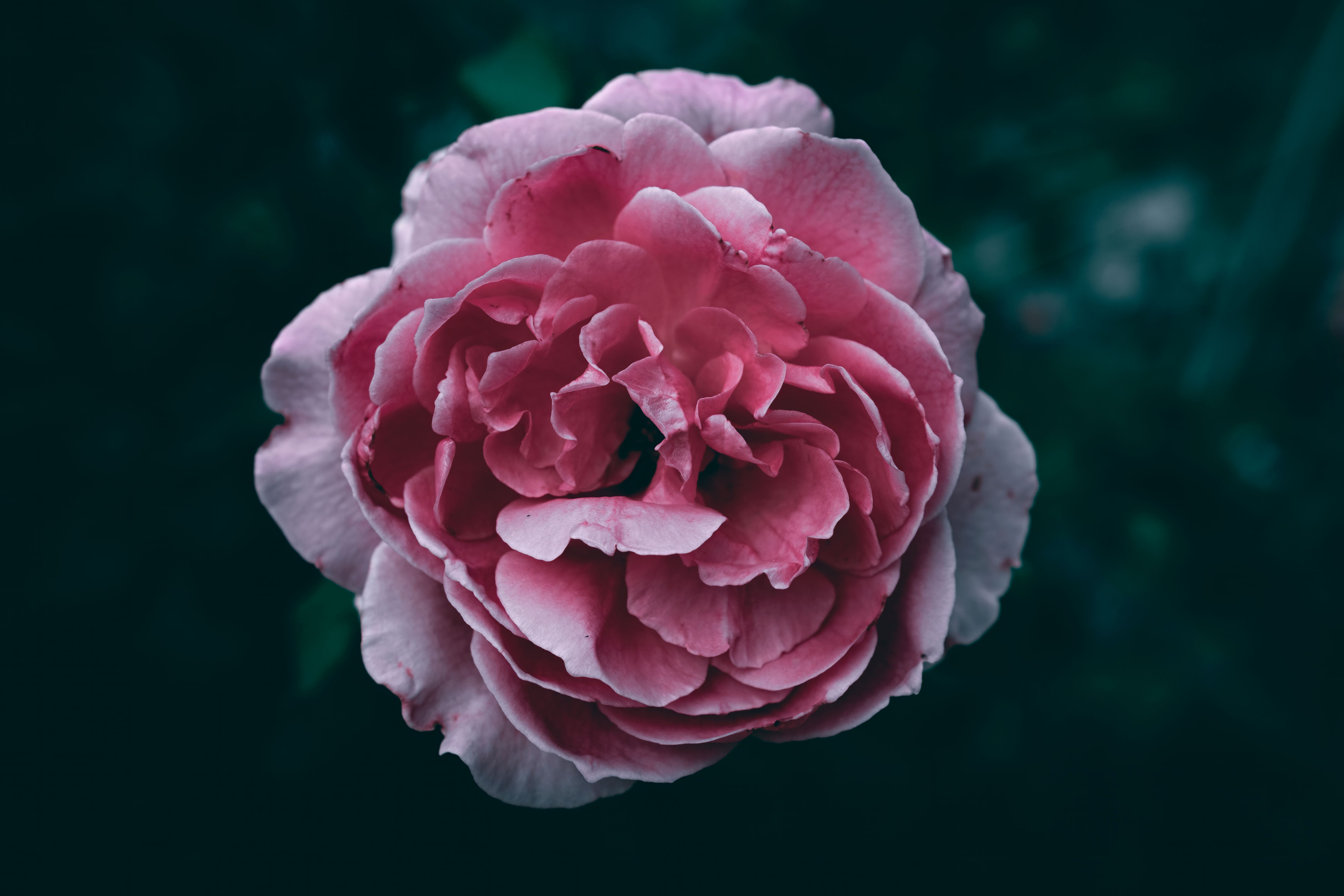 A close up of a pink rose flower in bloom · Free Stock Photo