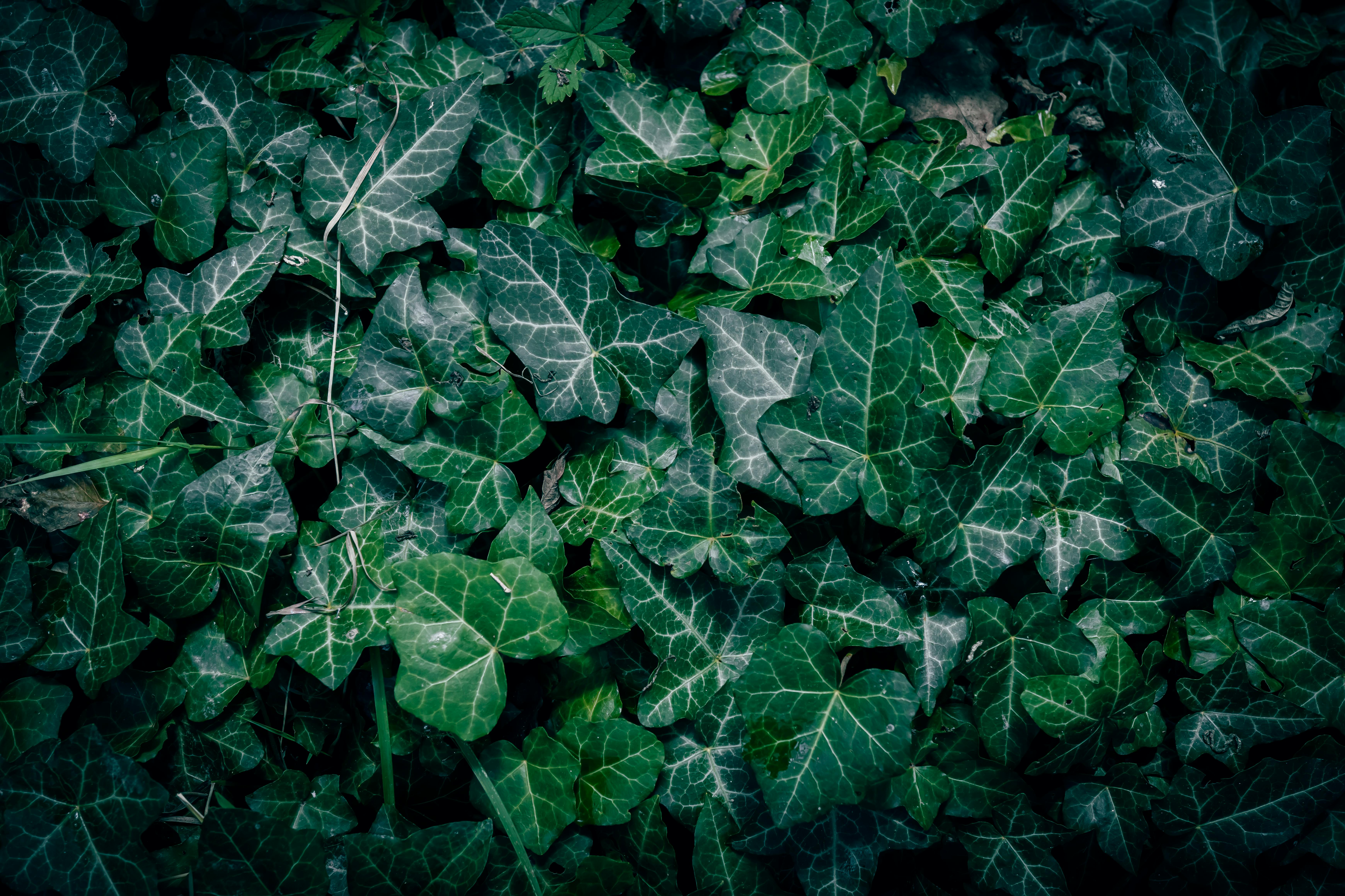 A close up of common green ivy texture · Free Stock Photo