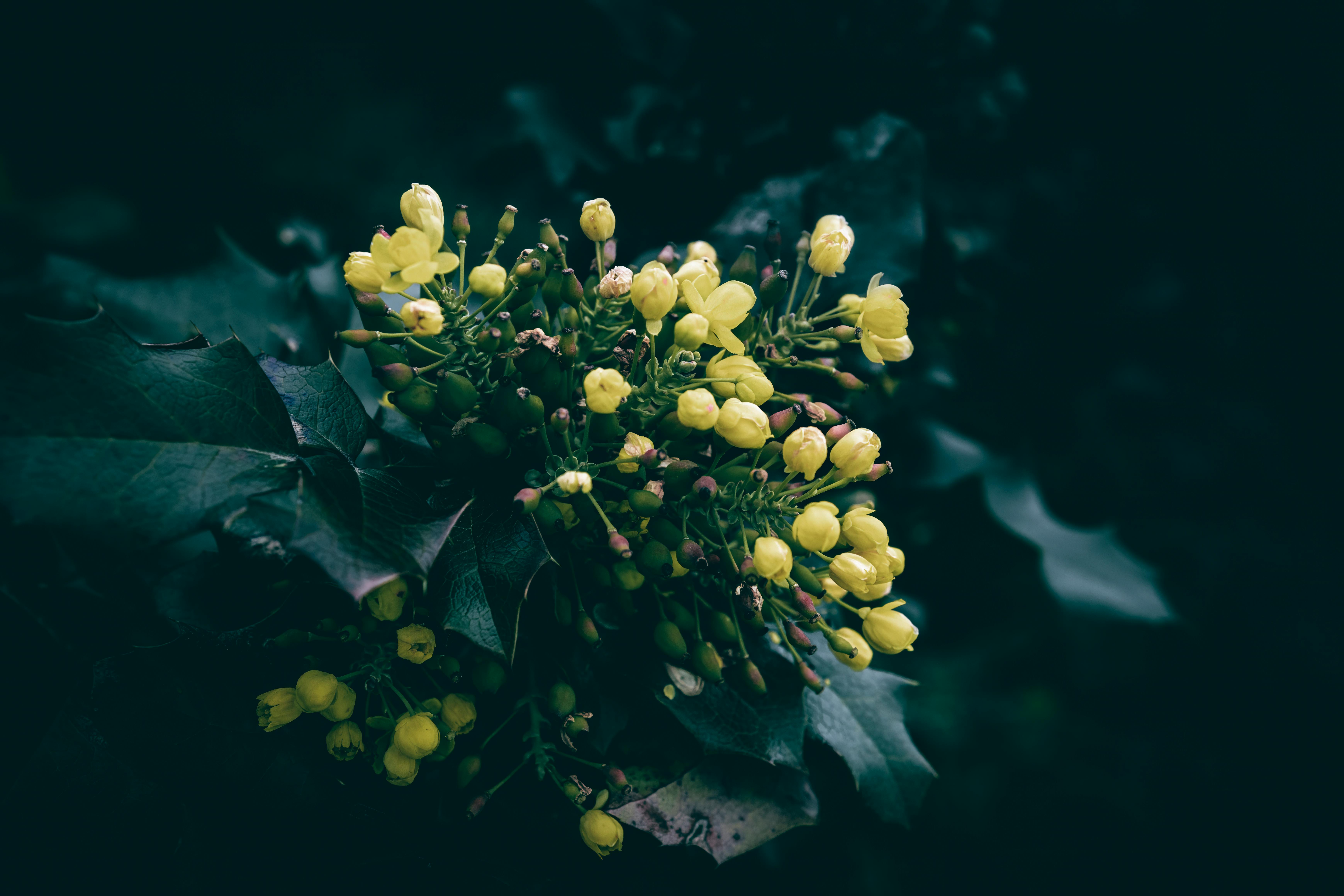 Dark Spring Backgrounds Photos, Download The BEST Free Dark Spring ...