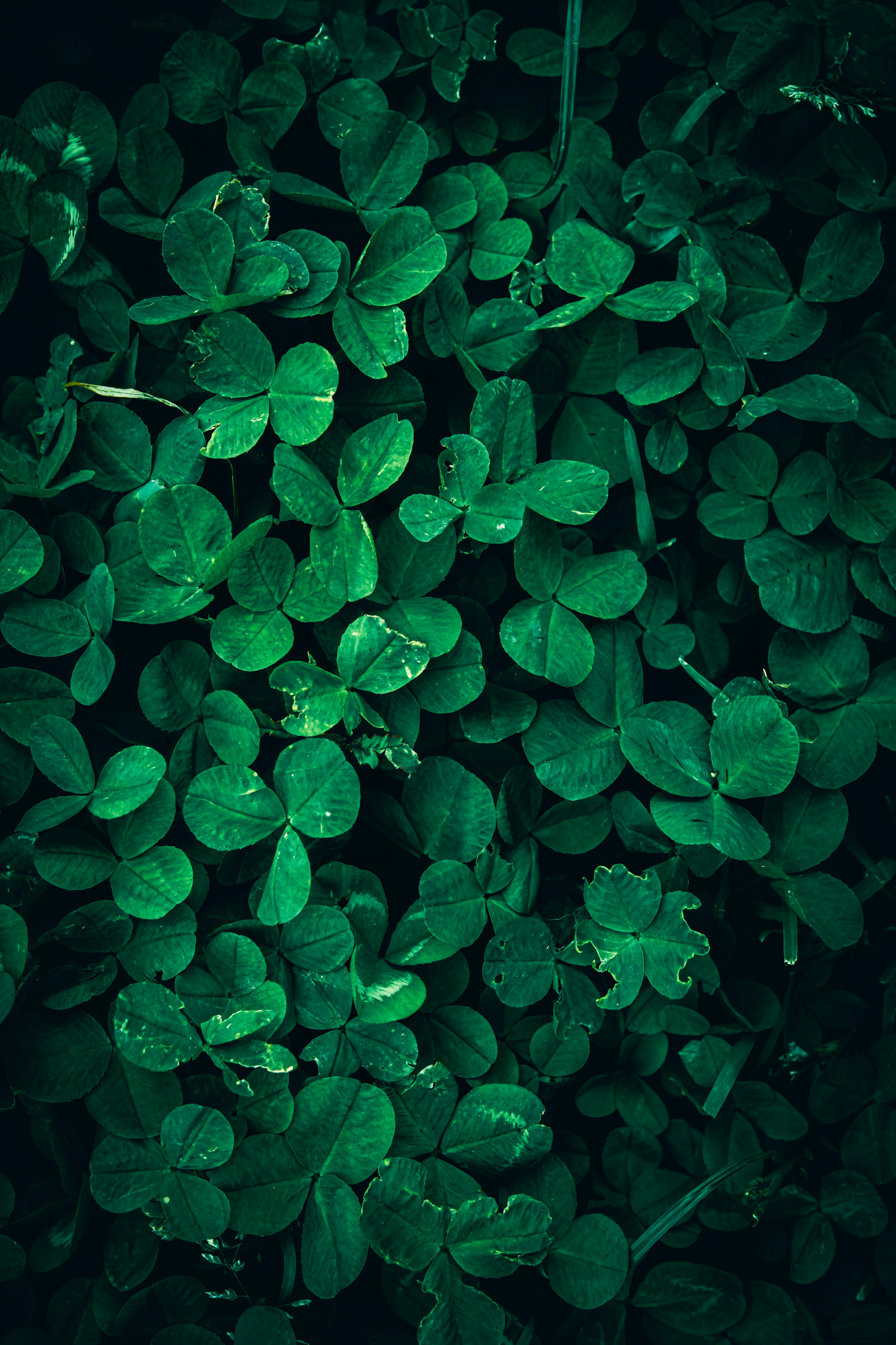 A close up of a green clover pattern texture · Free Stock Photo