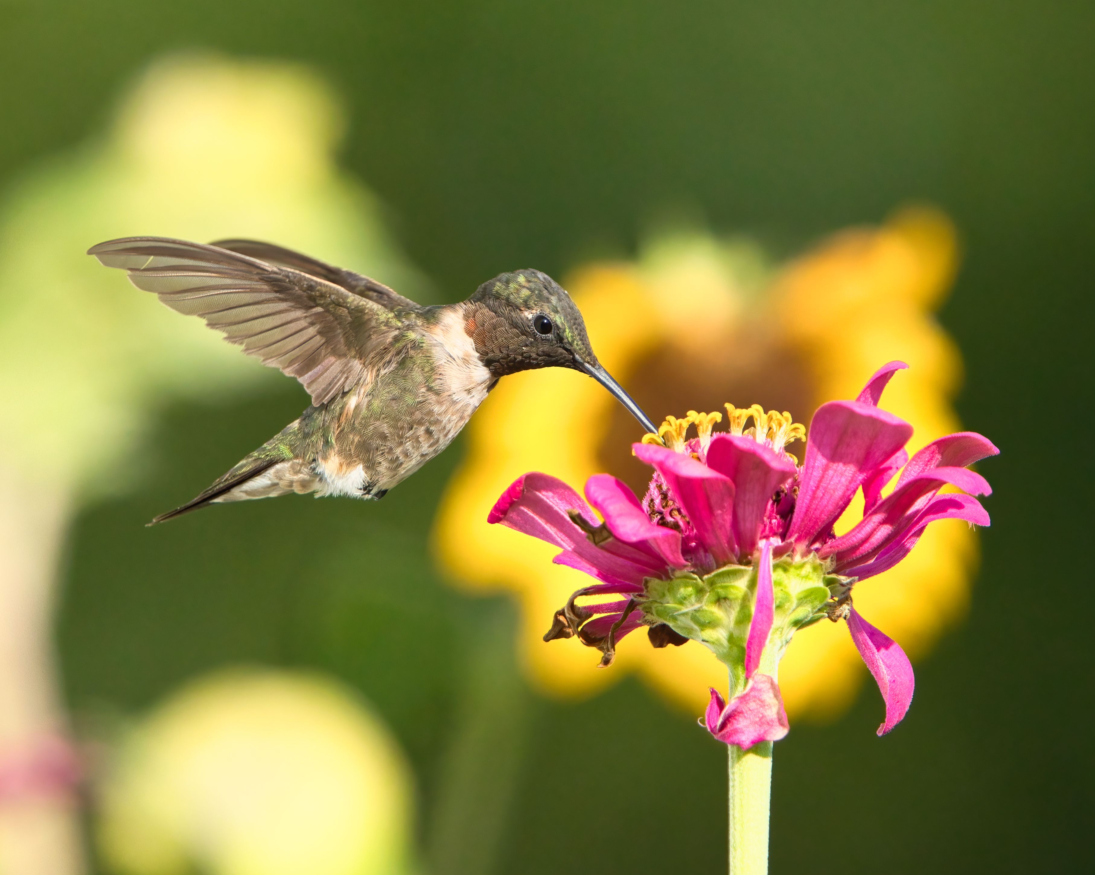 Male Ruby-Throated Hummingbird · Free Stock Photo