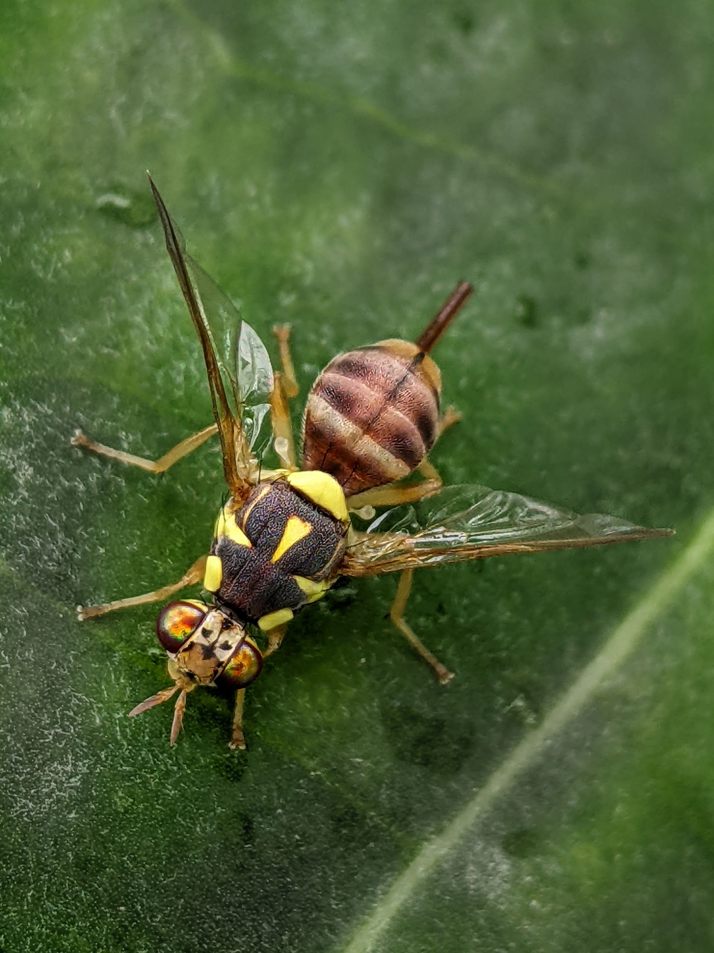 A fly with yellow and black stripes on its body · Free Stock Photo