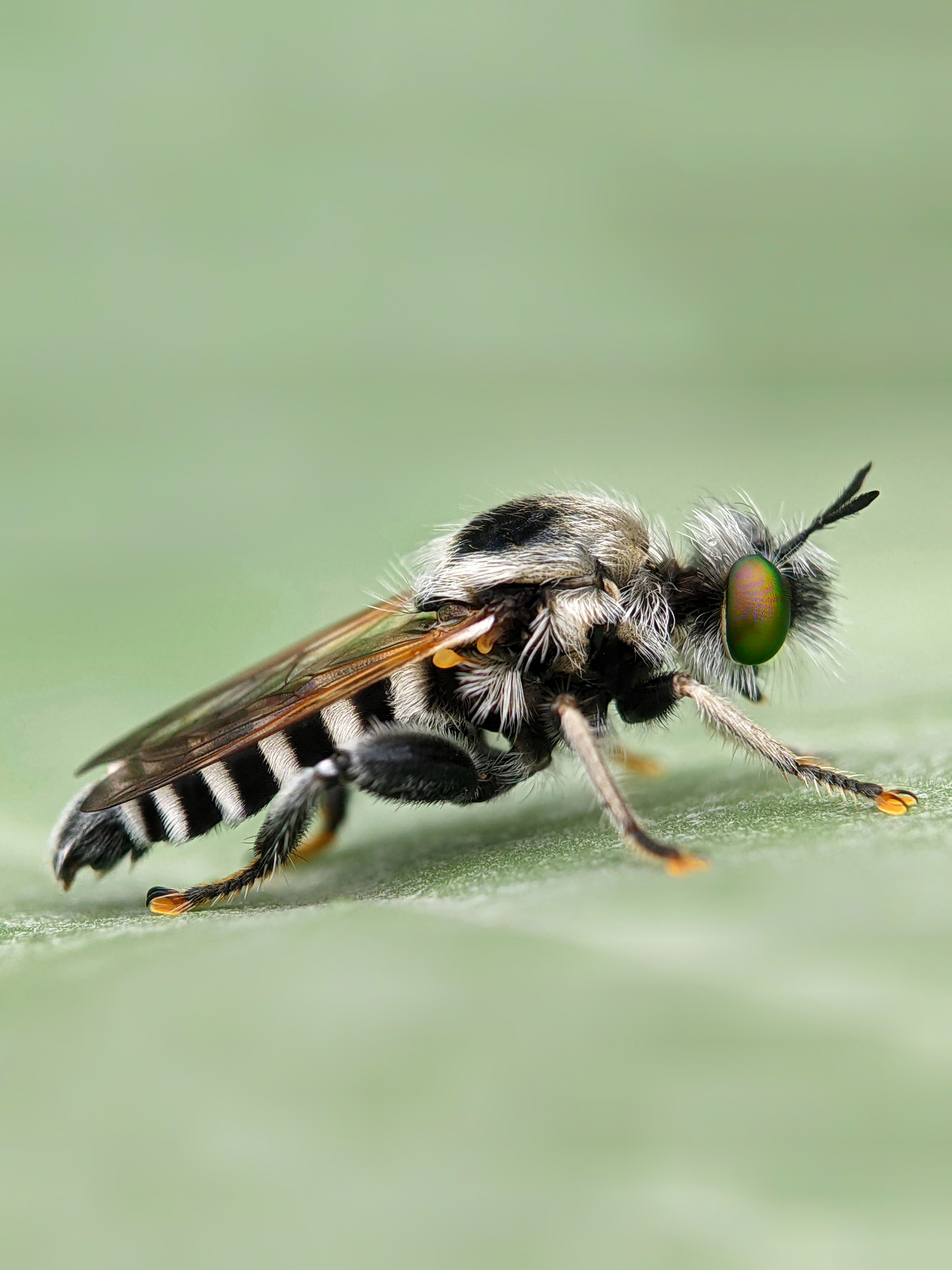 Extreme Close-up of the Robber Fly · Free Stock Photo