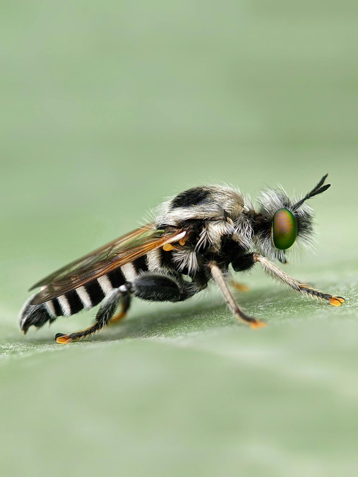 Fly Insect Photos, Download The BEST Free Fly Insect Stock Photos & HD ...