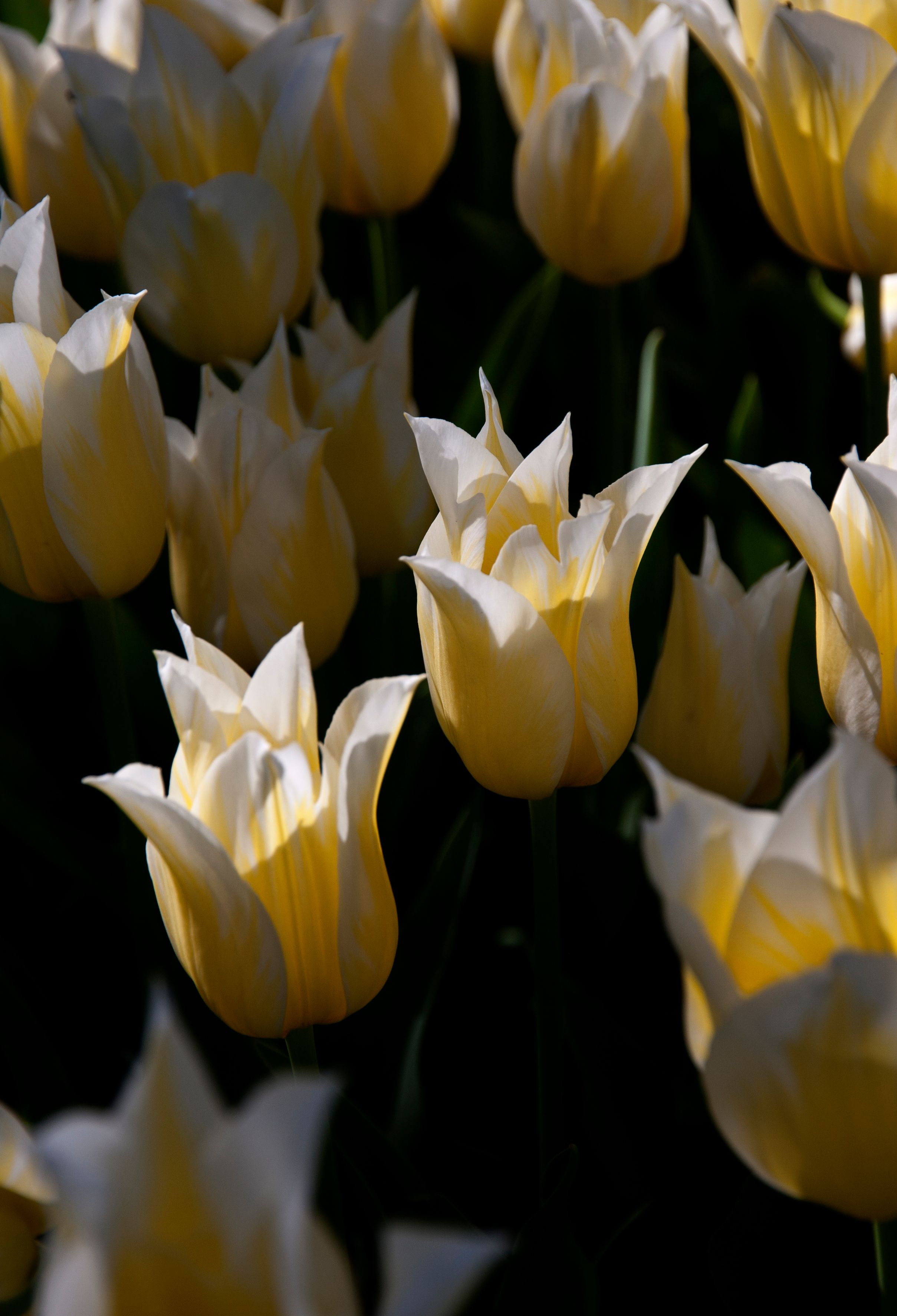 Tulips · Free Stock Photo