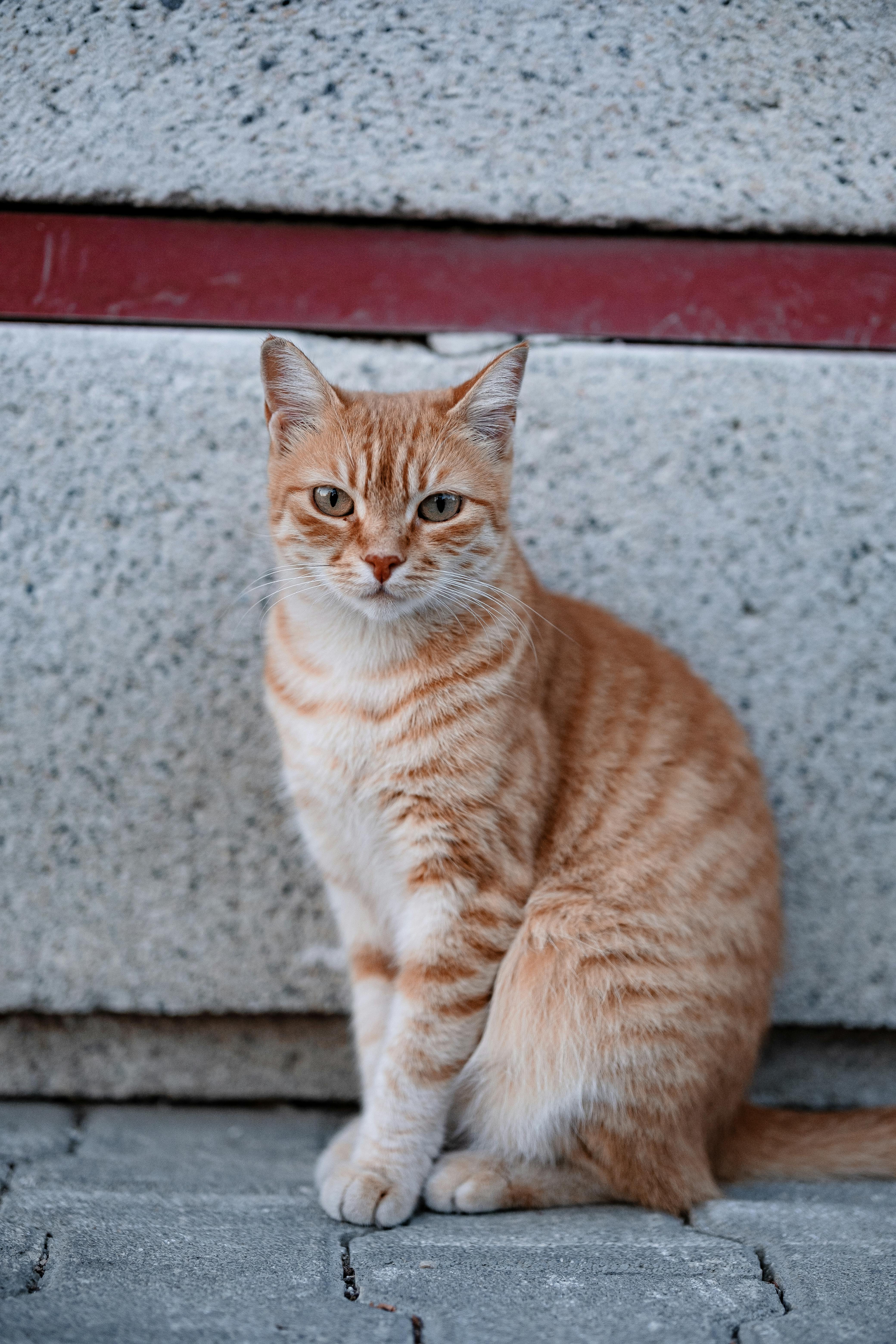 cat · Free Stock Photo