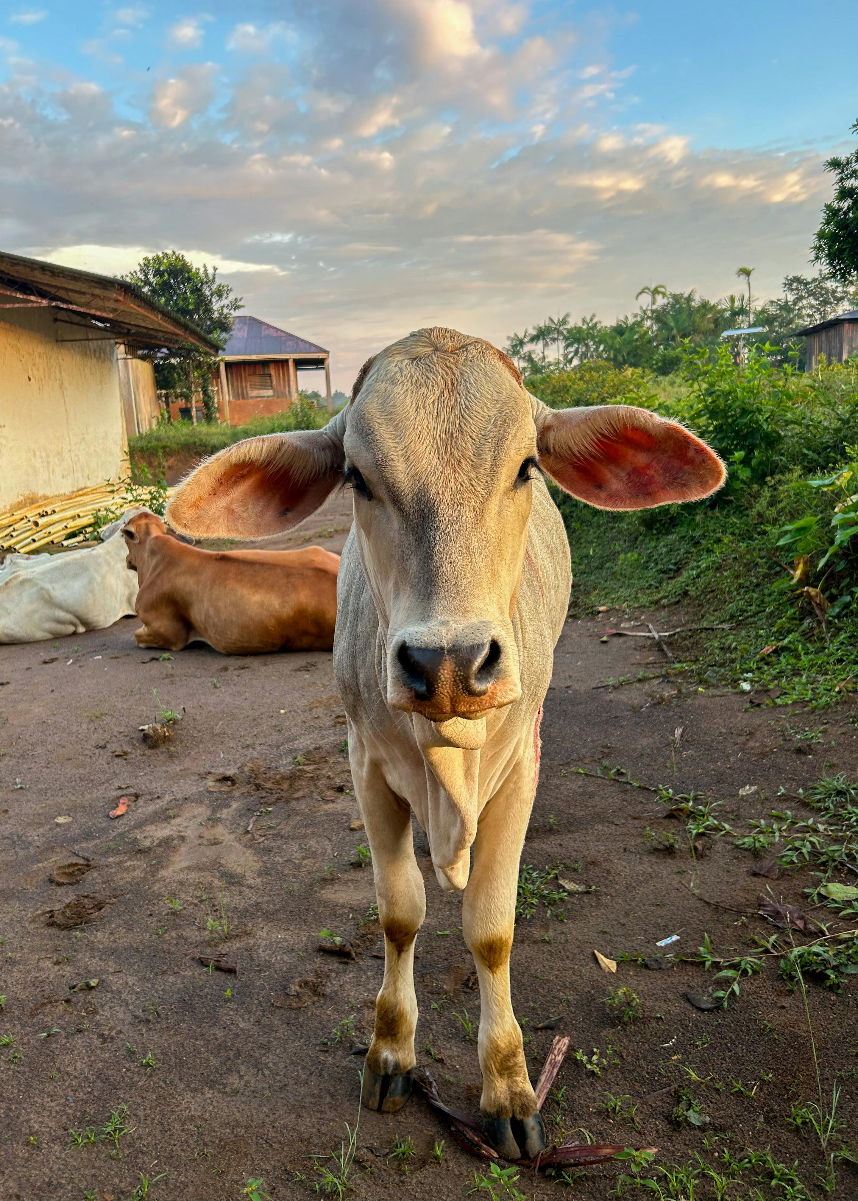 Vaca · Free Stock Photo