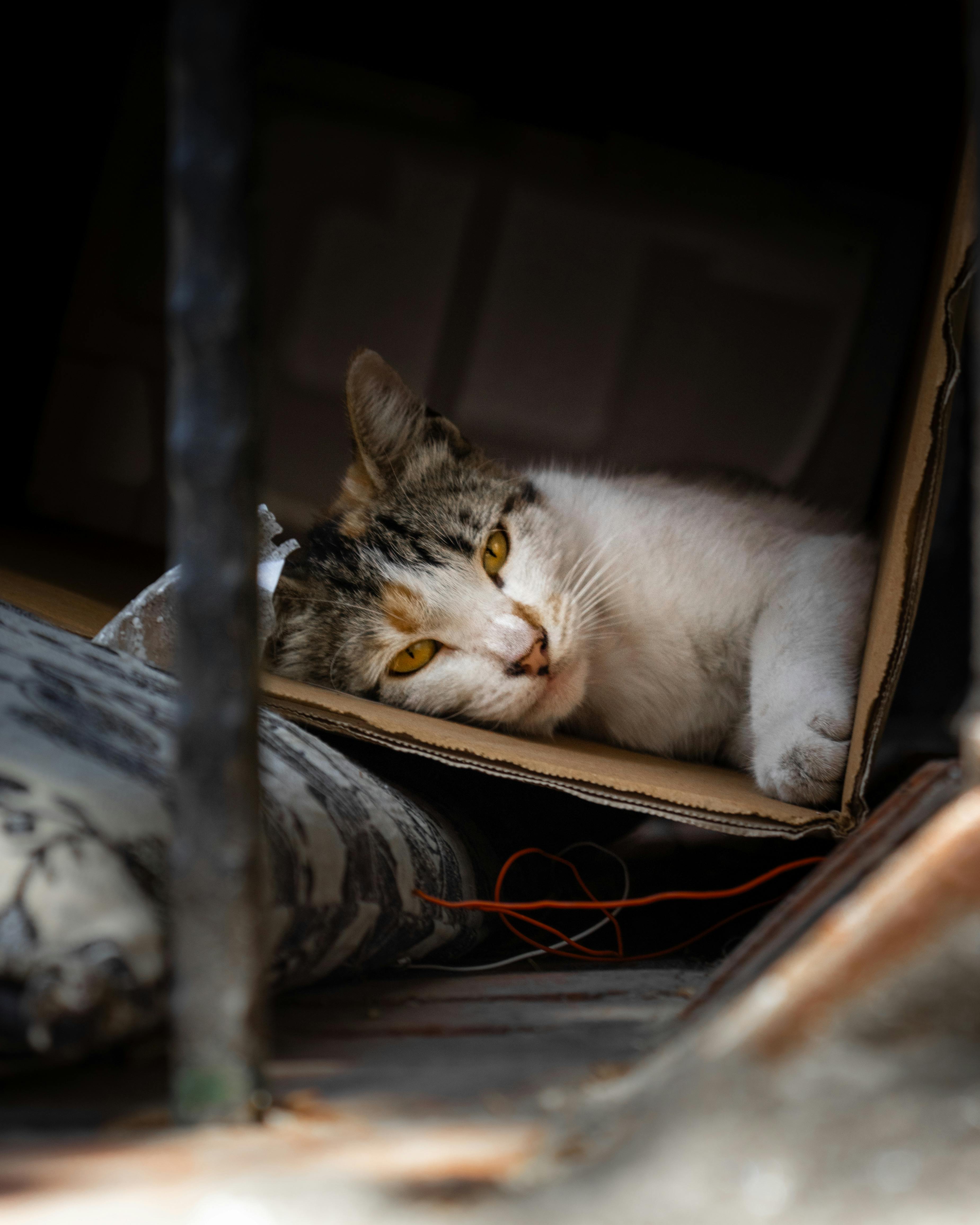 Calico Cat Photos, Download The BEST Free Calico Cat Stock Photos & HD ...