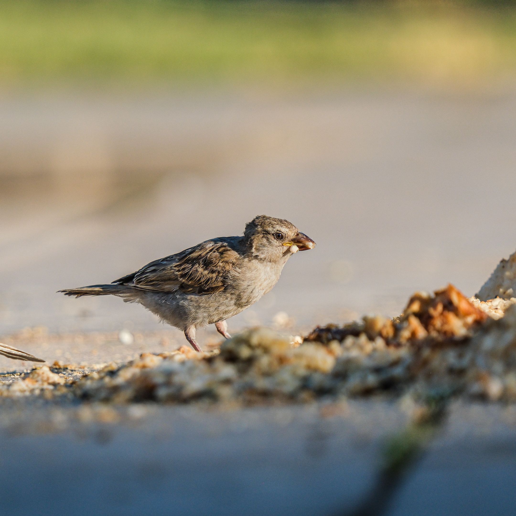A bird eating food on the ground · Free Stock Photo