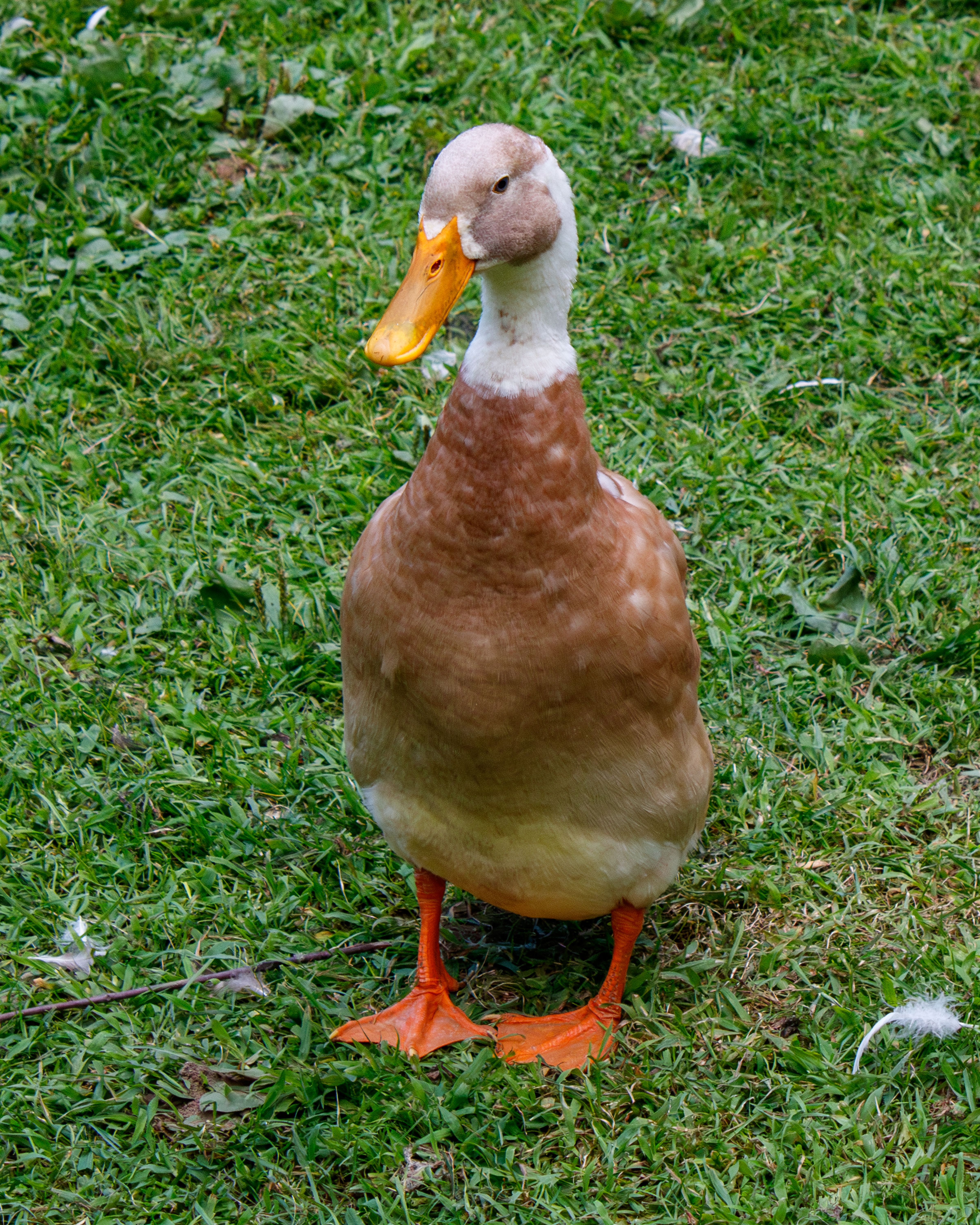 A duck standing on the grass · Free Stock Photo