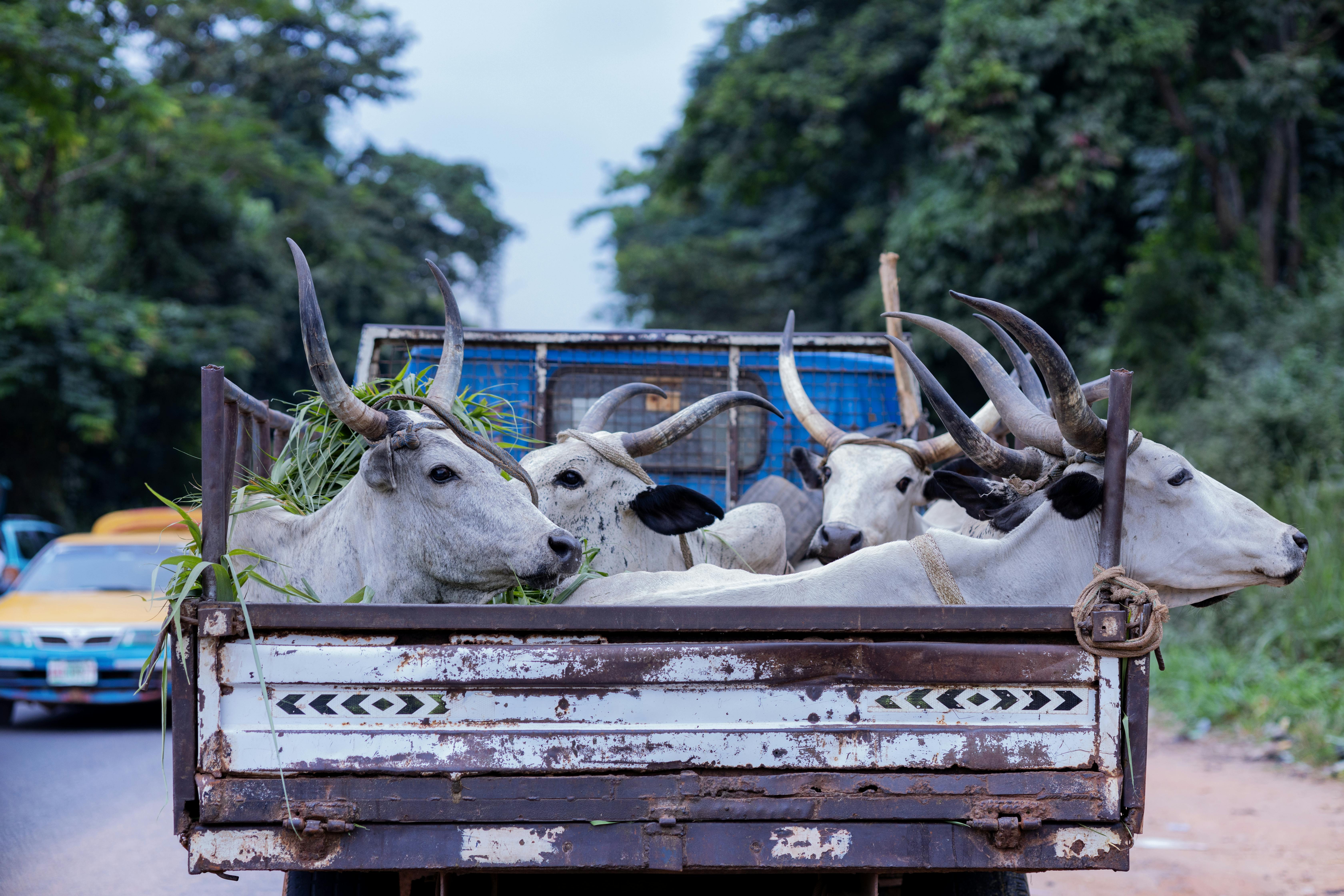 A truck with a herd of cattle in the back · Free Stock Photo