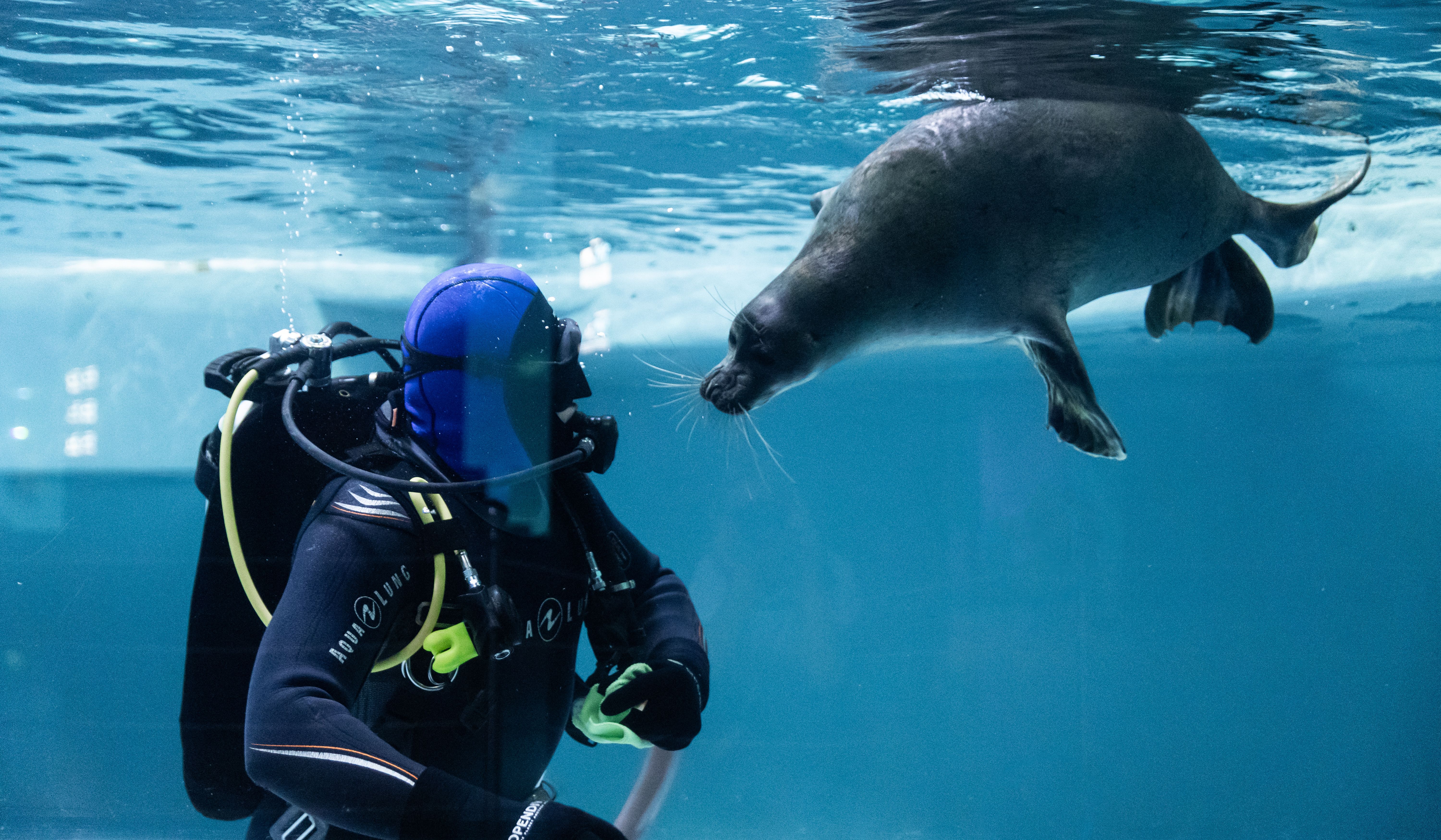 A man in a scuba suit and a seal in an aquarium · Free Stock Photo