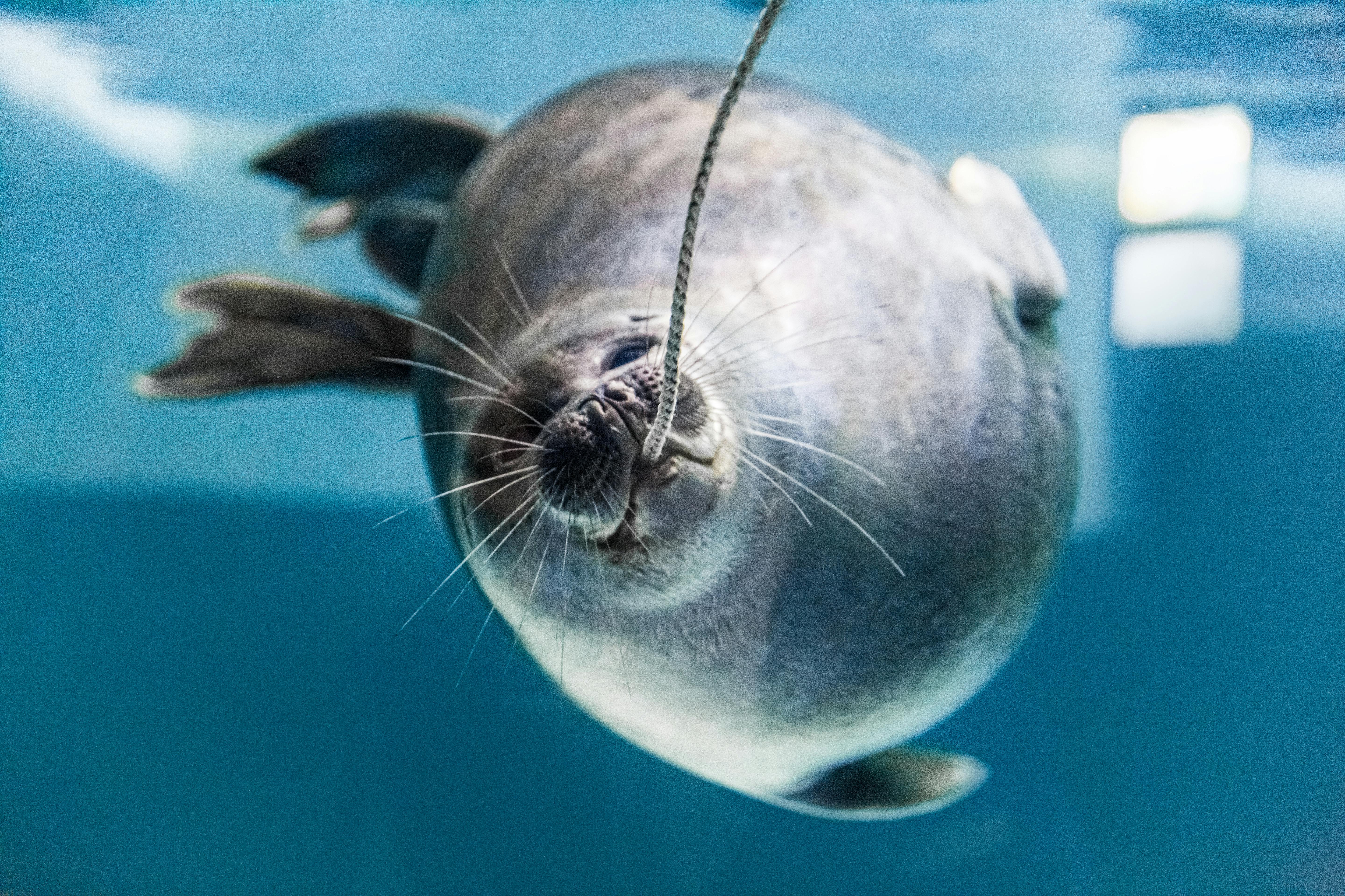 Foto de stock gratuita sobre acuario, acuático, agua, ambiente acuático ...