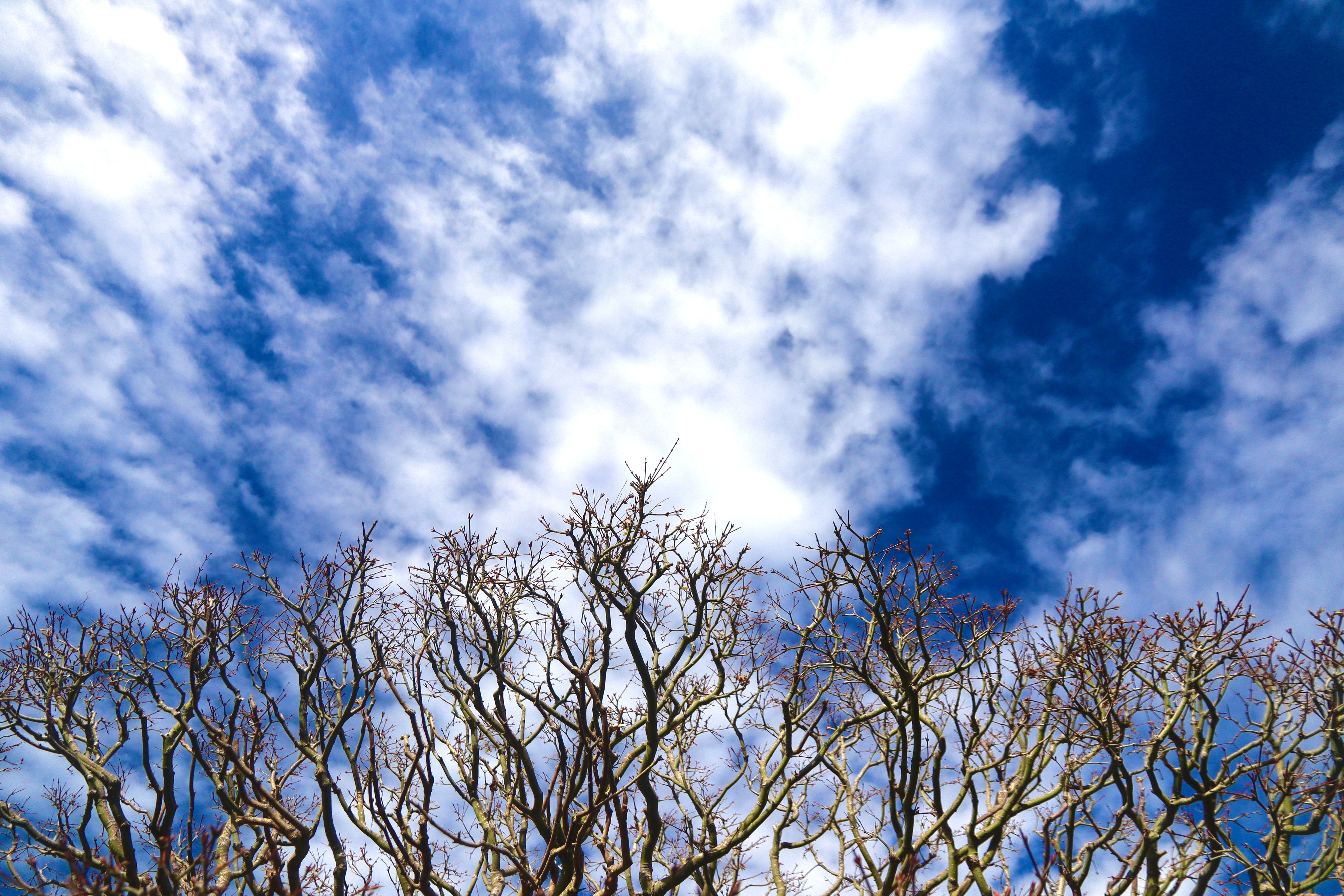 Sky and Tree · Free Stock Photo